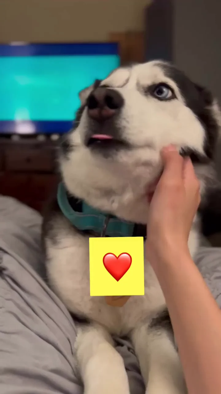 "You dare stop the SCRATCHES?!" | Scrolller