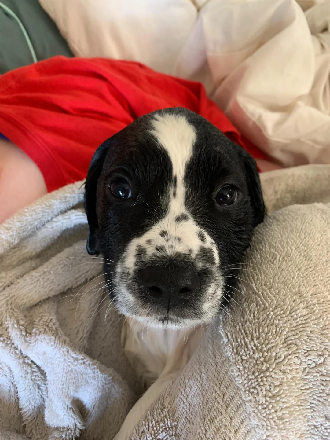 Echo's first bath time | Scrolller