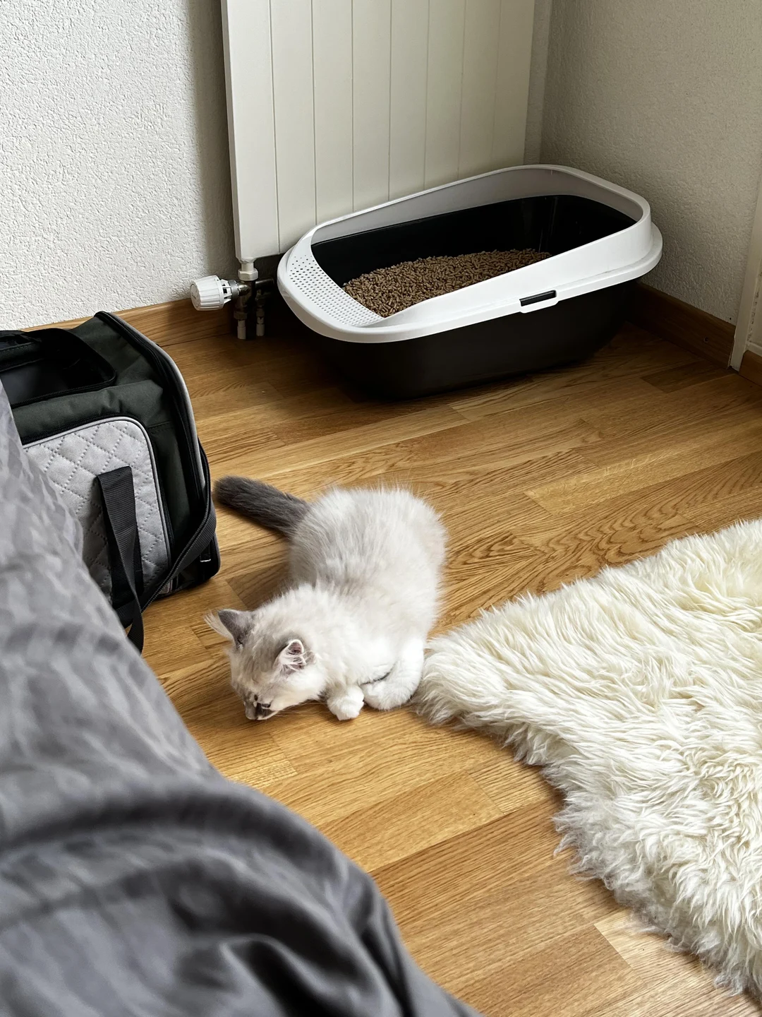 Our recent arrival, Coconut | Scrolller