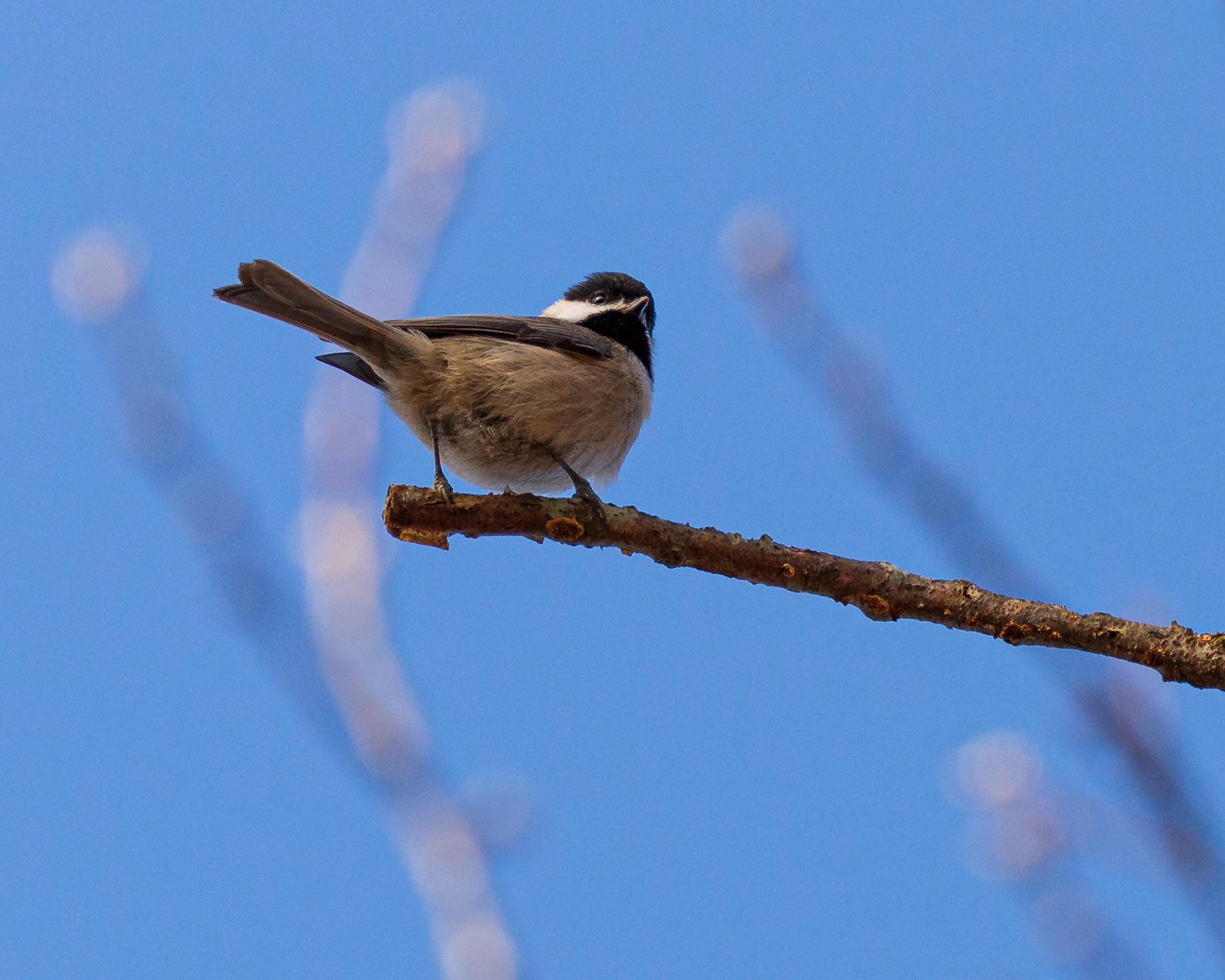 Carolina Chickadee | Scrolller