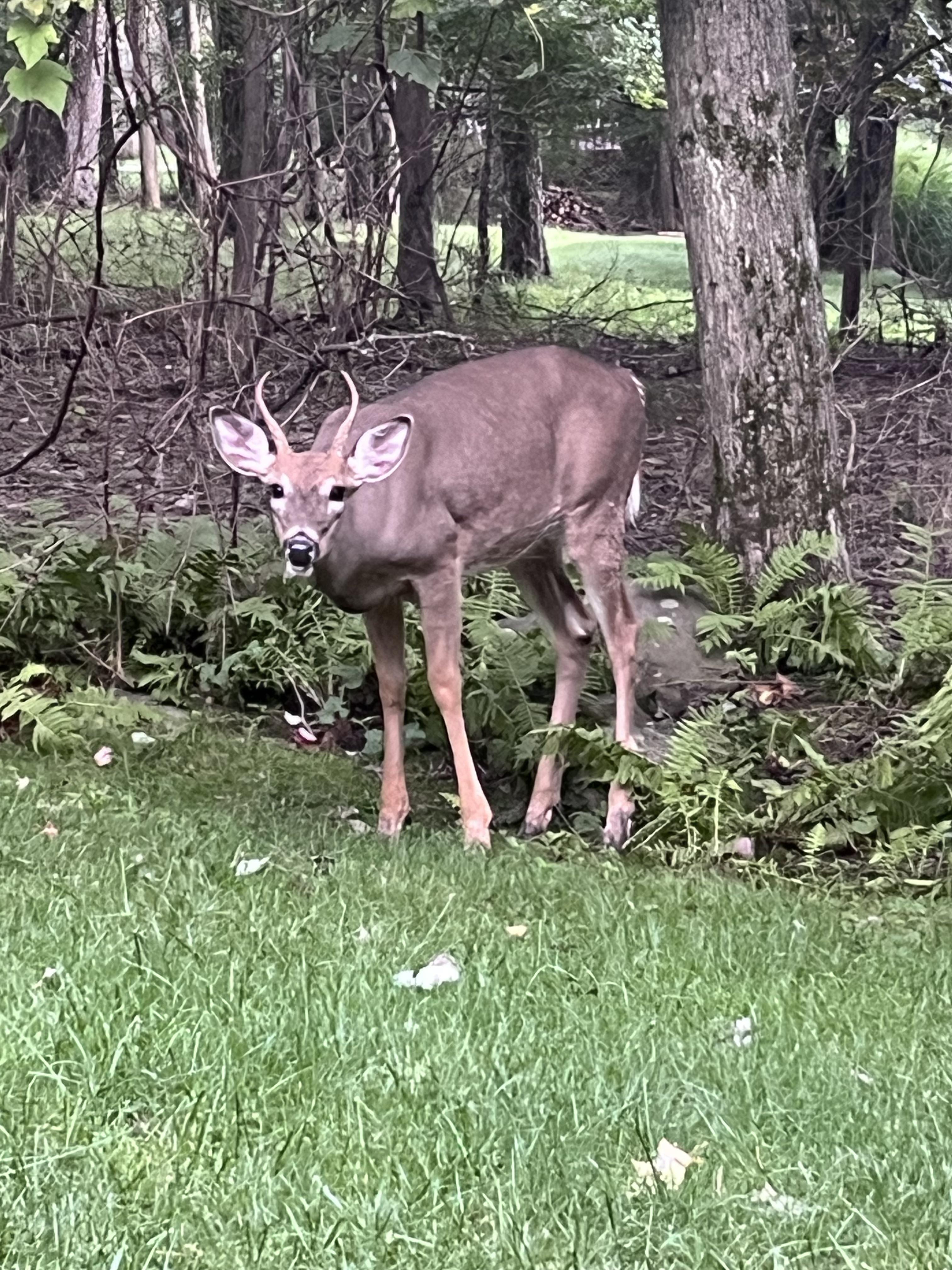 Hiroshi standing up for himself.. proud of my little guy . No doe will smack him around anymore ...