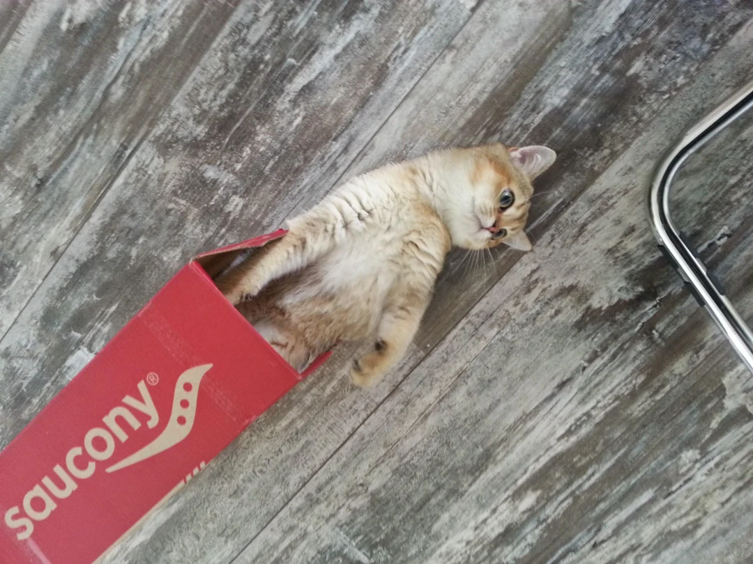 He's trying to escape! | Scrolller