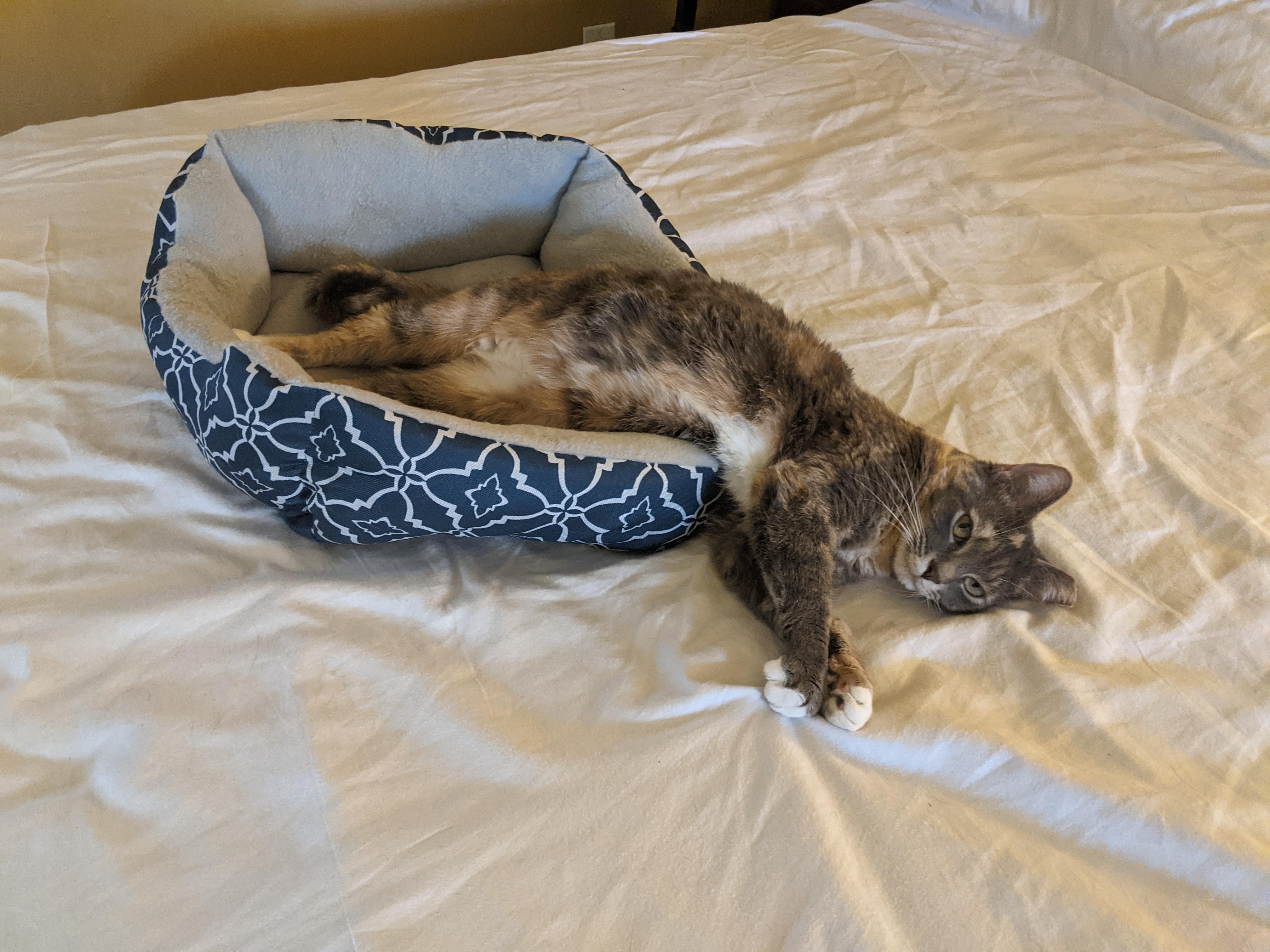 Overflow [OC] | Scrolller