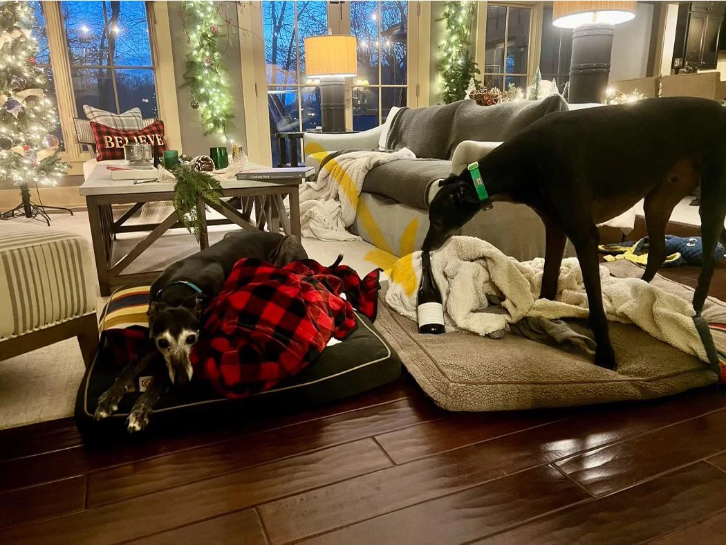 House party hounds with hootch | Scrolller