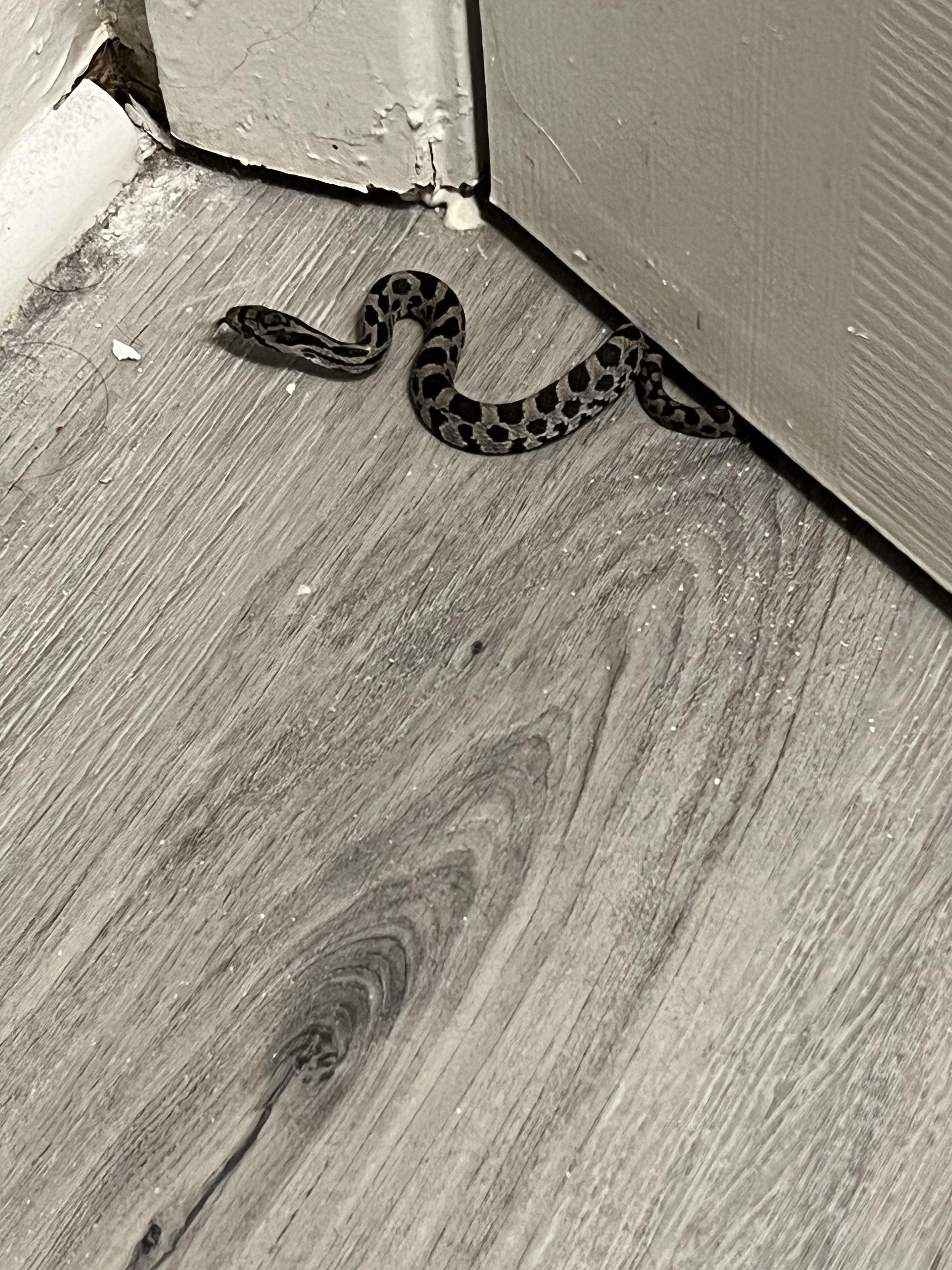 What is this snake ? | Scrolller