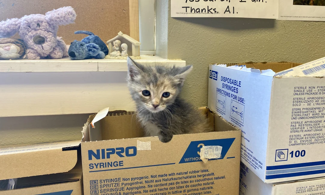 Took foster kitten to get her shots and she hopped right in. What needles? | Scrolller