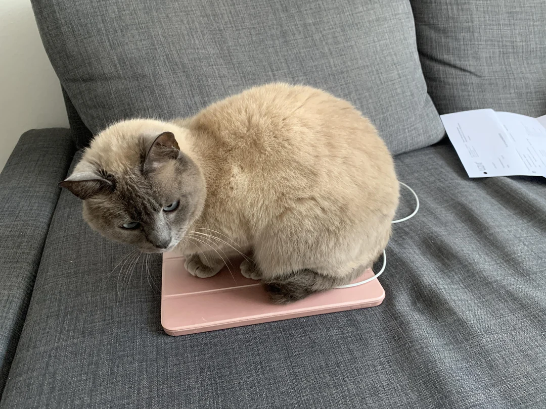 Out of the entire couch she chose my iPad to sit on | Scrolller