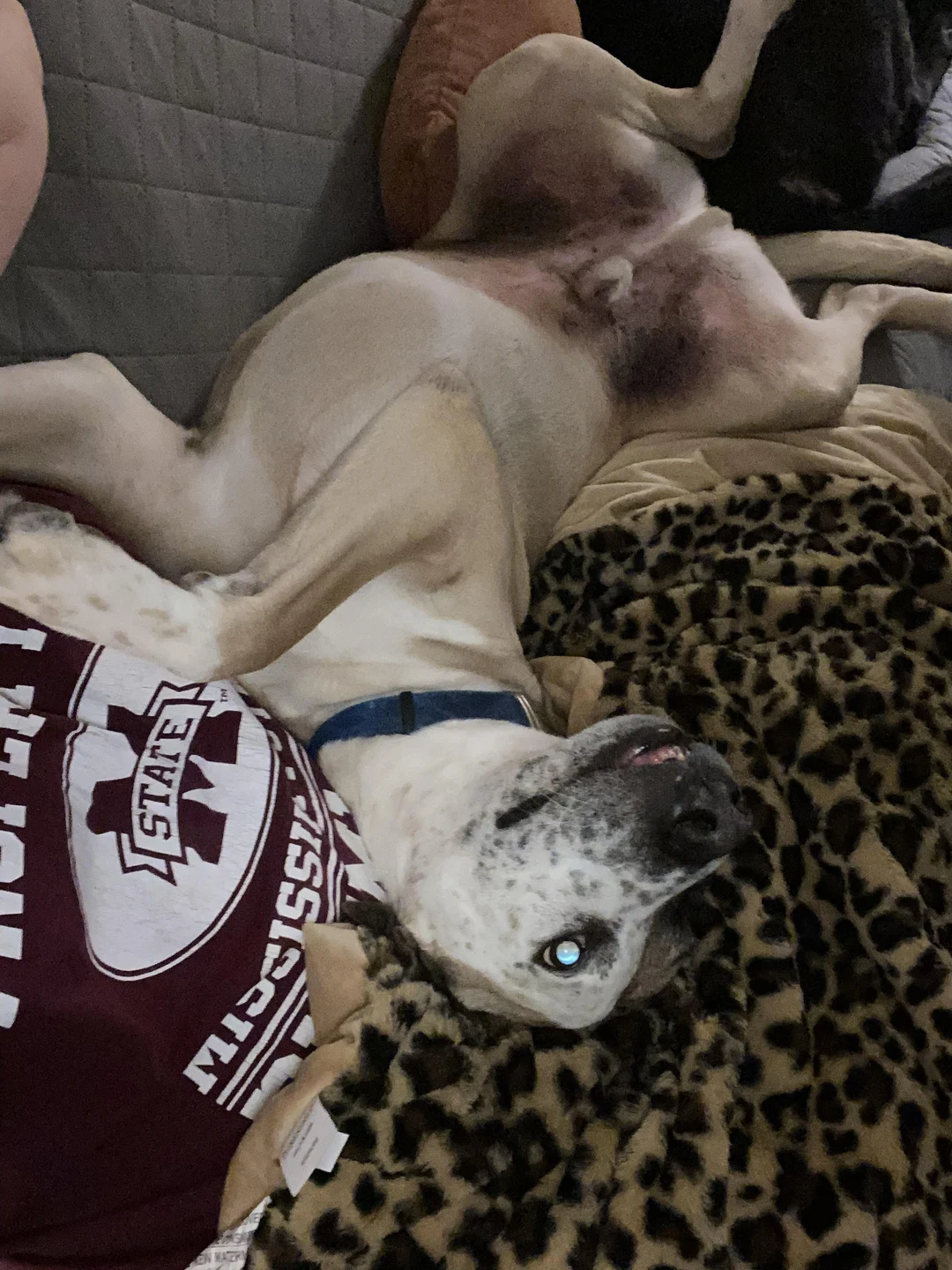 My Great Shepherd is broke | Scrolller