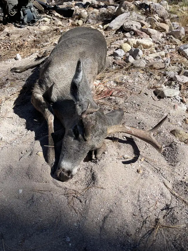 First Coues Deer | Scrolller
