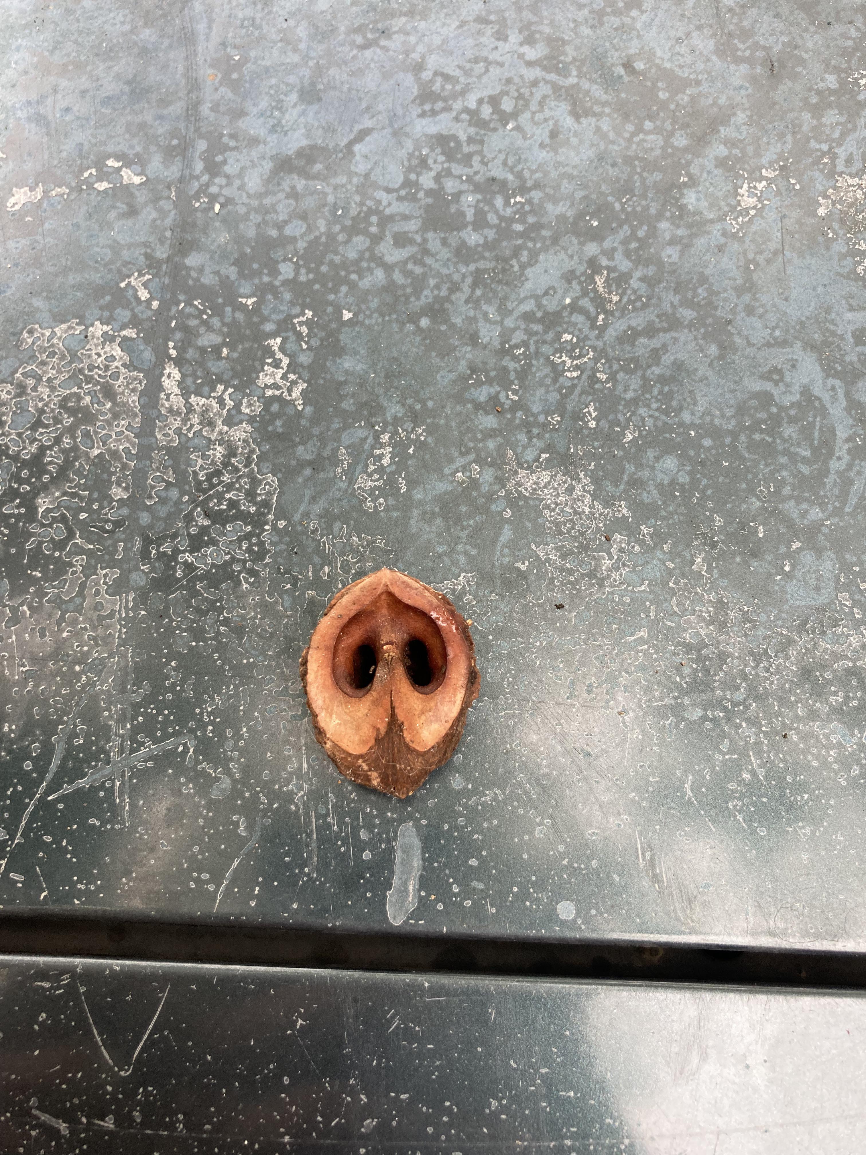 Inside of this walnut looks like a pigs snout | Scrolller