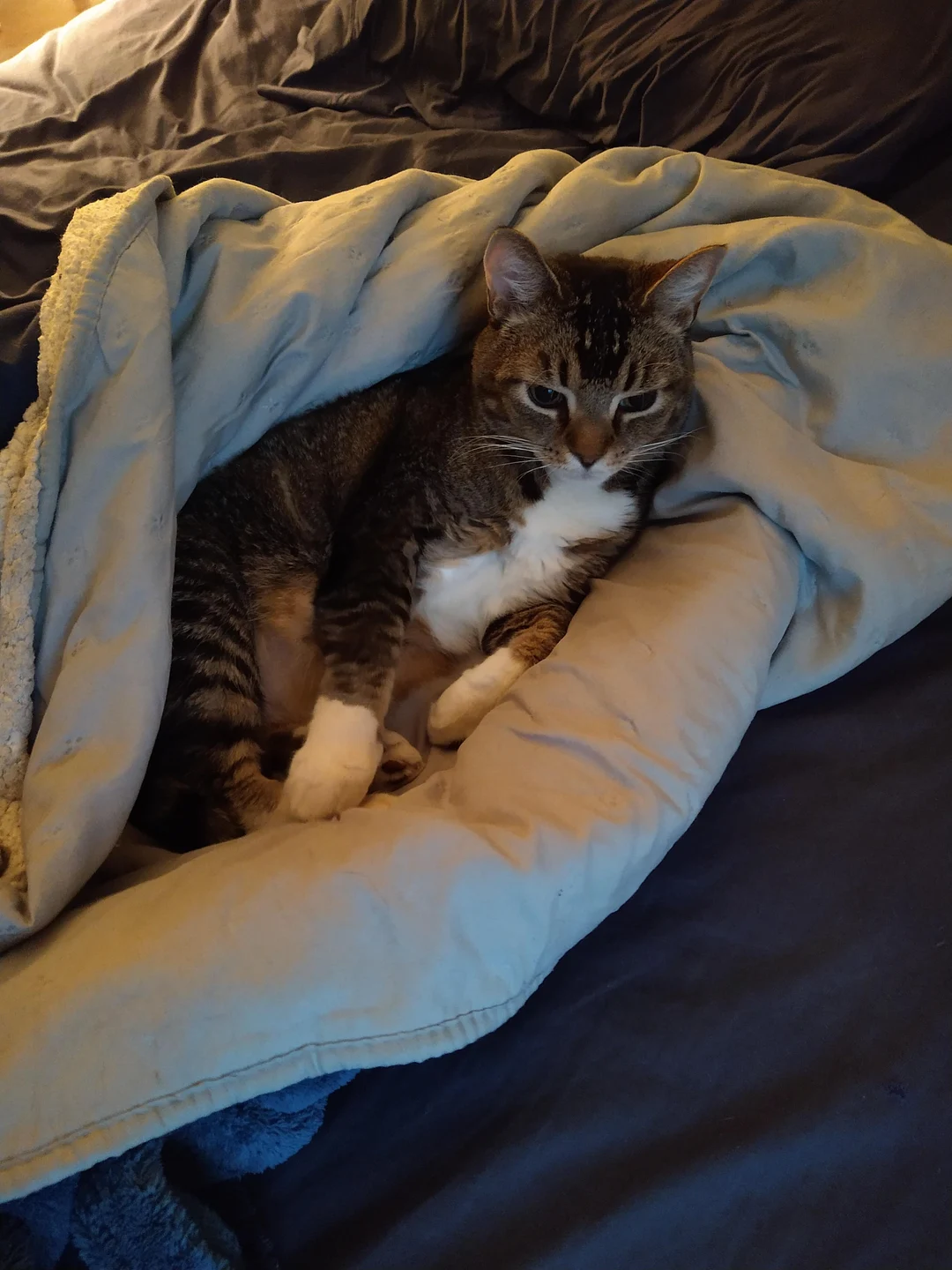 Little chonk | Scrolller