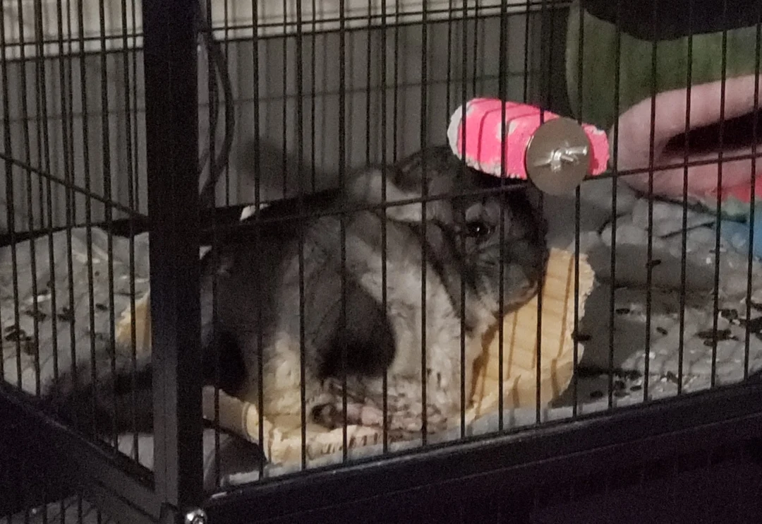 Someone's very comfy. | Scrolller