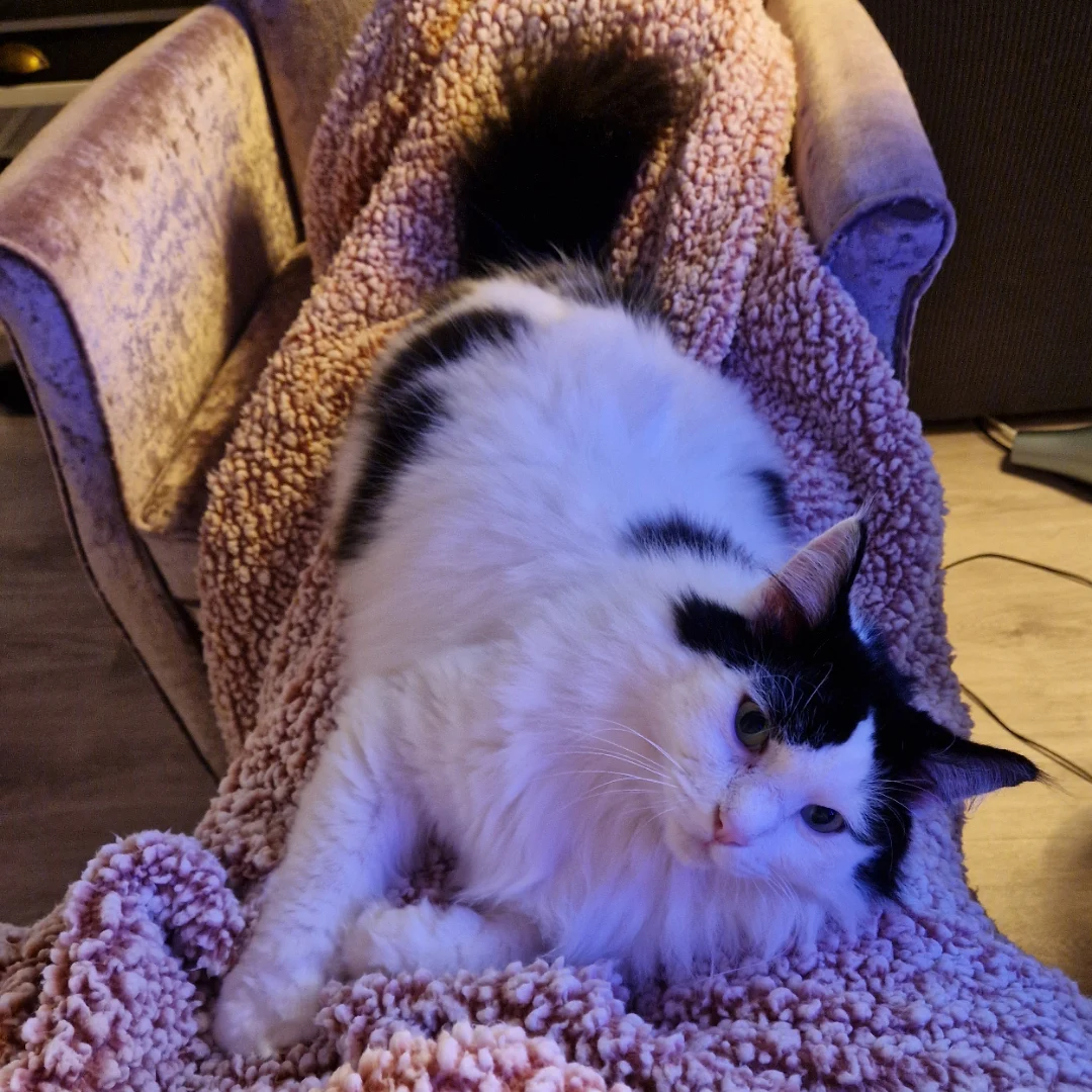 Just a cute floof | Scrolller