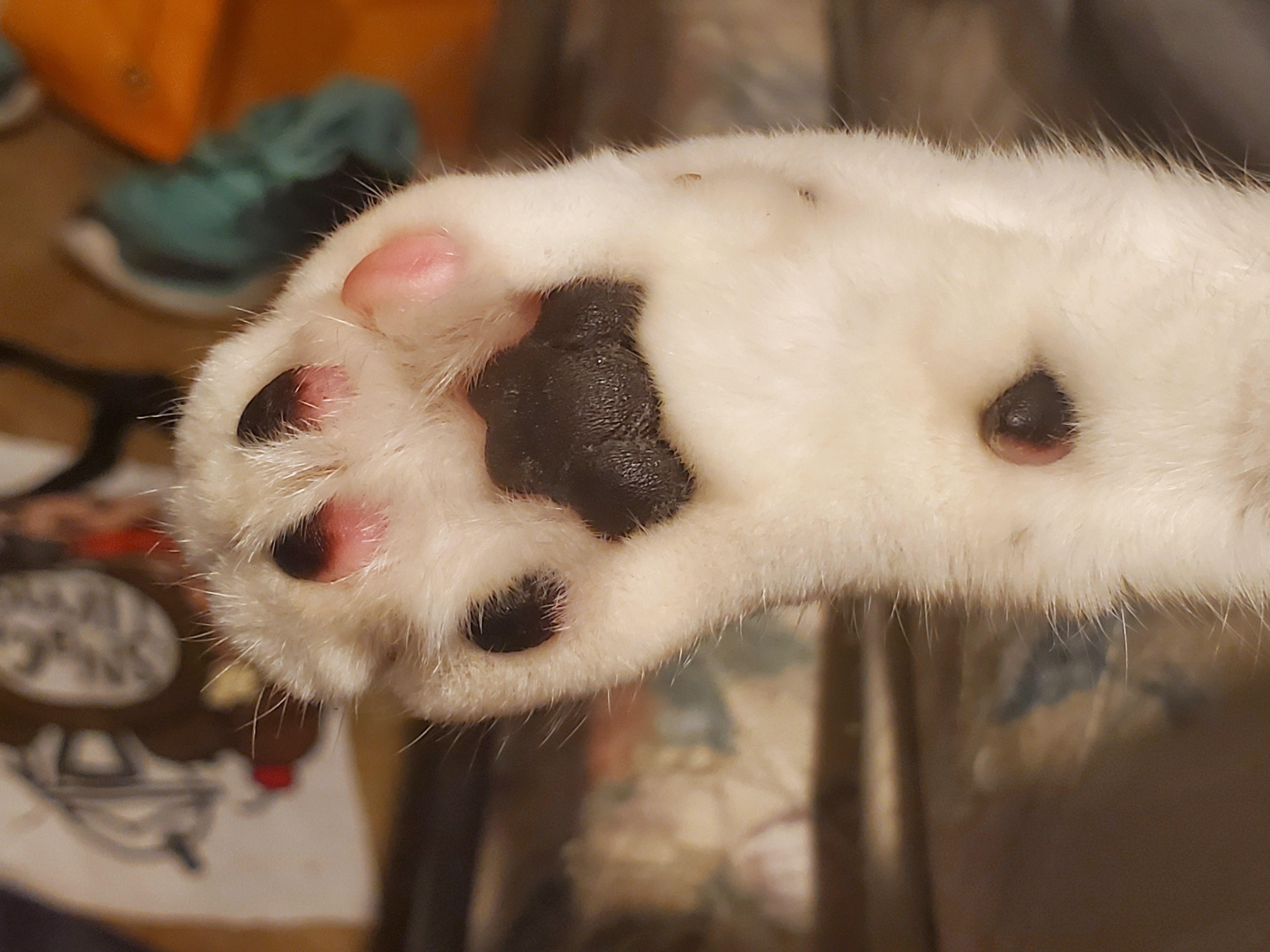 Chocolate covered strawberry beans | Scrolller