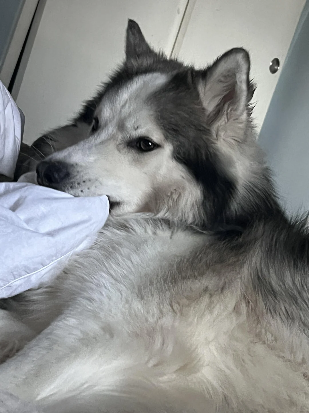 Emotional support blanket | Scrolller