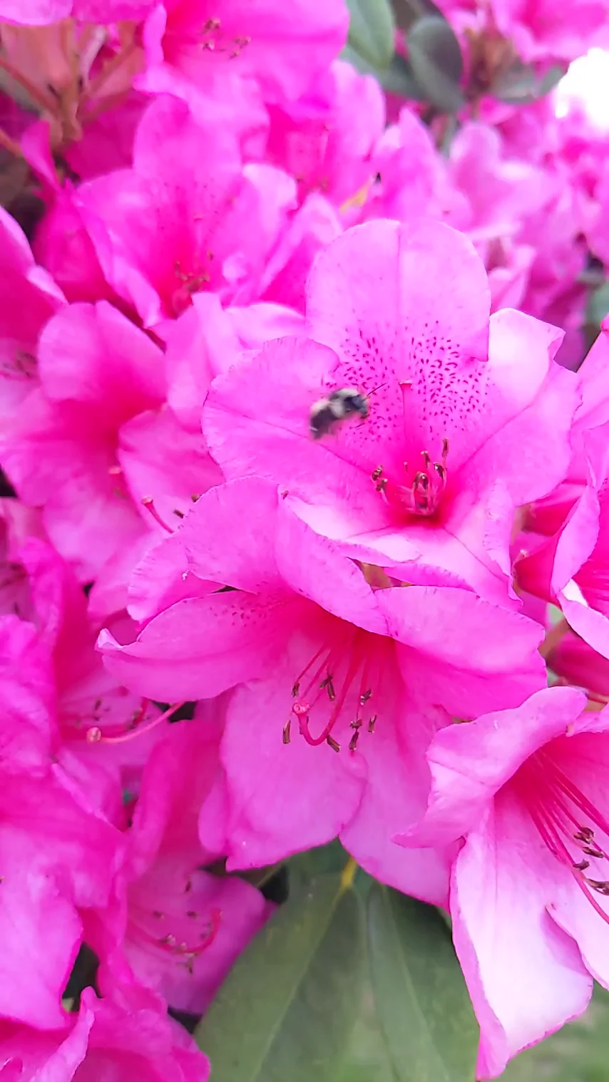 Some sloppy pollination action. | Scrolller