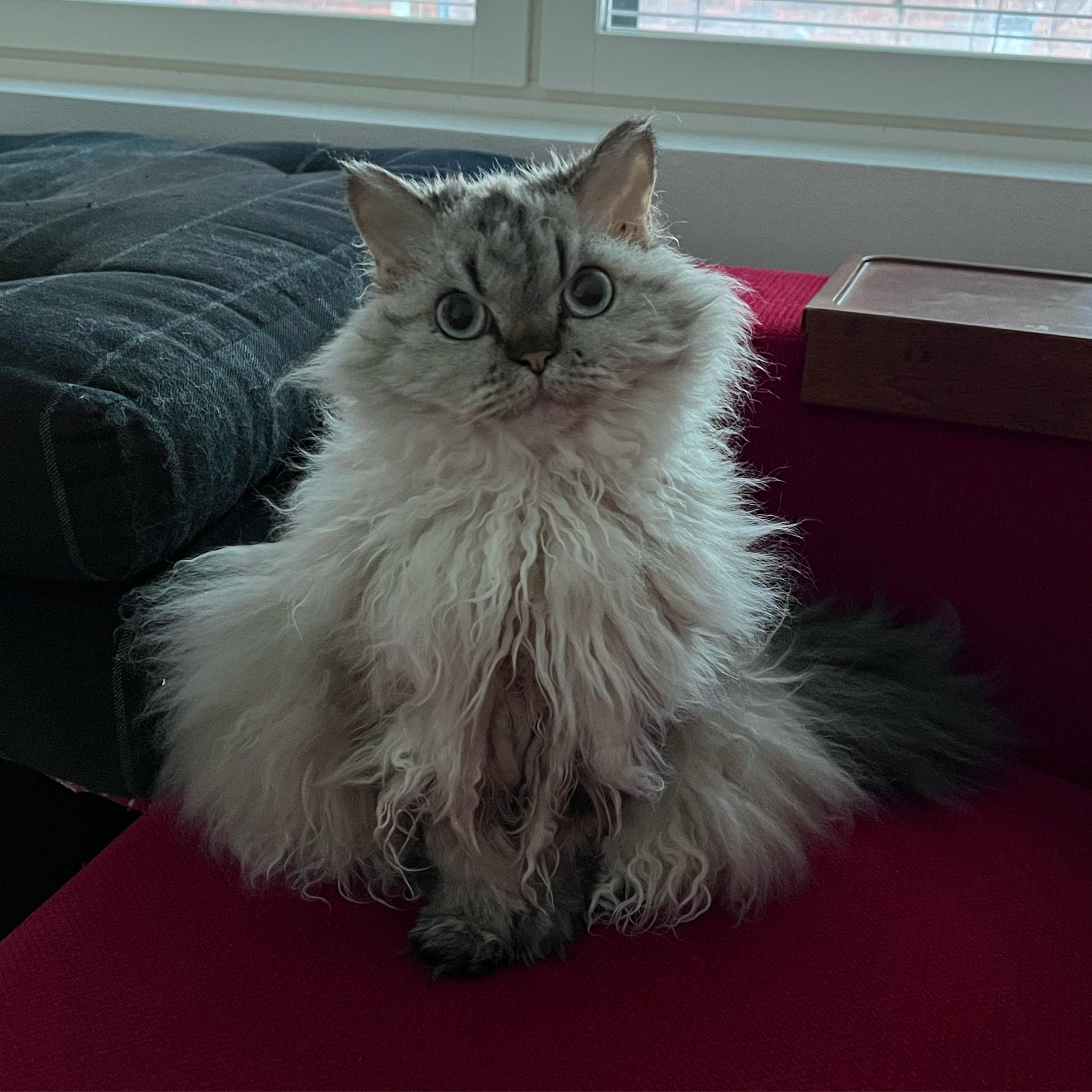 Discover more like Catpics: Brush me daddy please and Related Content | Scrolller