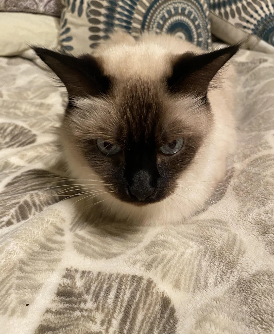 Basil loaf | Scrolller