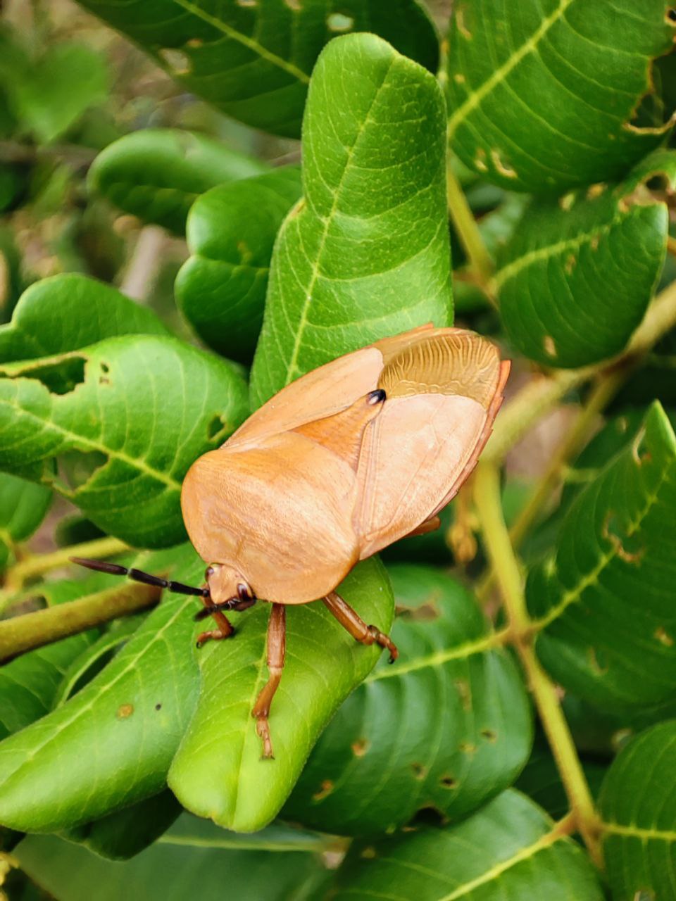 Stink Bug | Scrolller