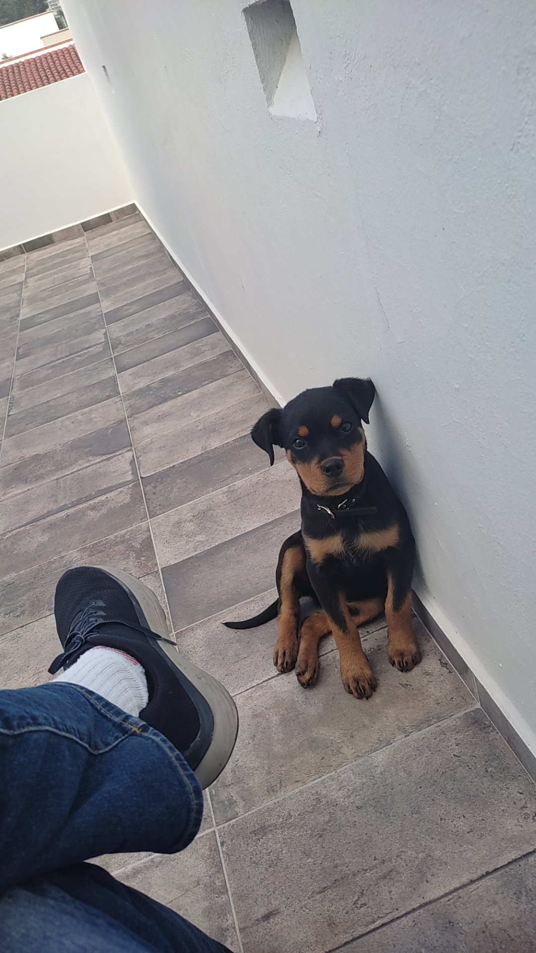 she is Gaia, 13 weeks. | Scrolller