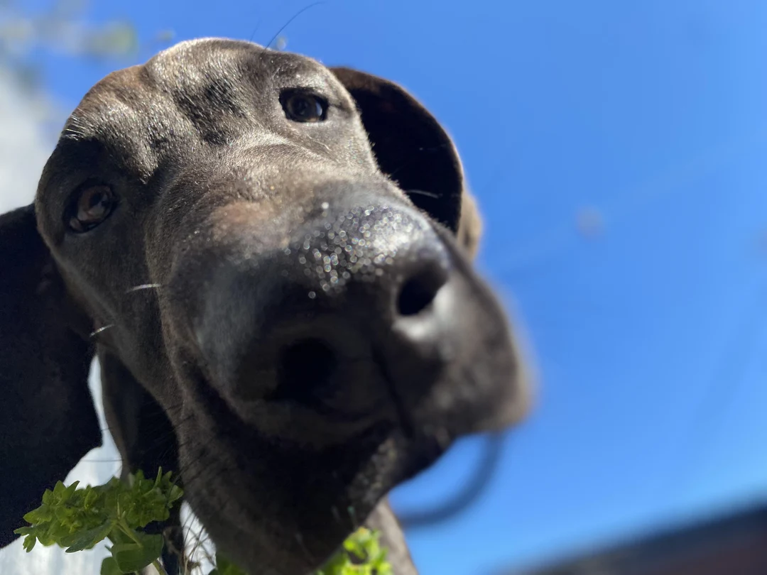 Delta the Great Doberdane Hybrid | Scrolller