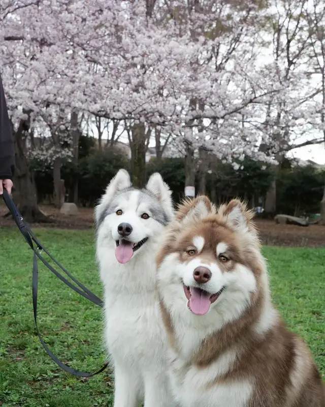 Apollo and Cosmo | Scrolller