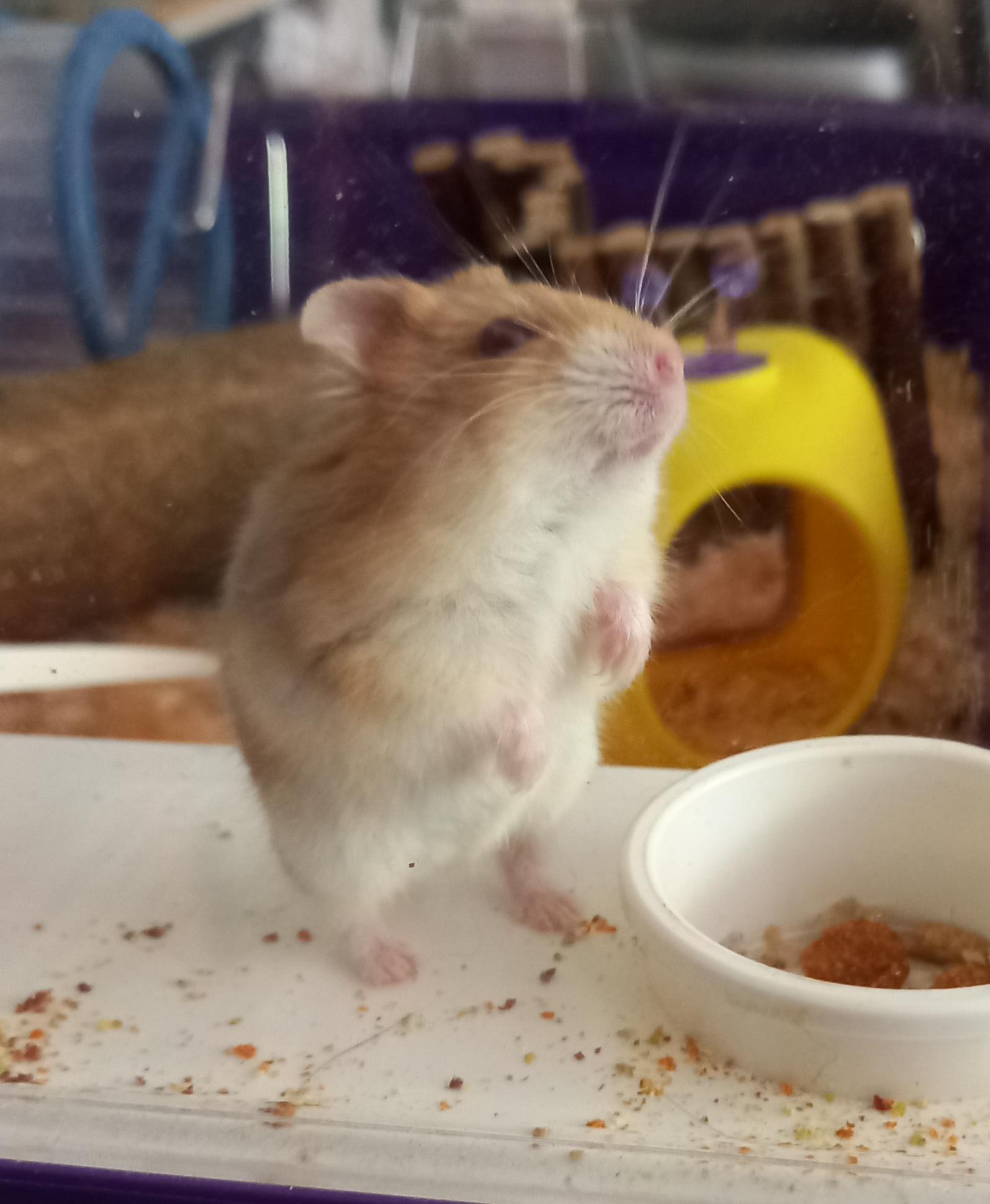 Scheming hamster (OC) | Scrolller