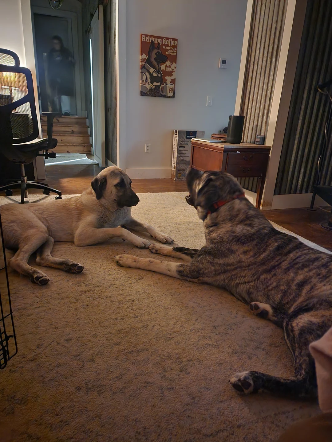 My Anatolian Shepherds | Scrolller