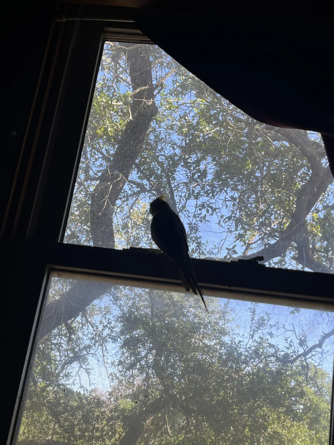 Backlight | Scrolller