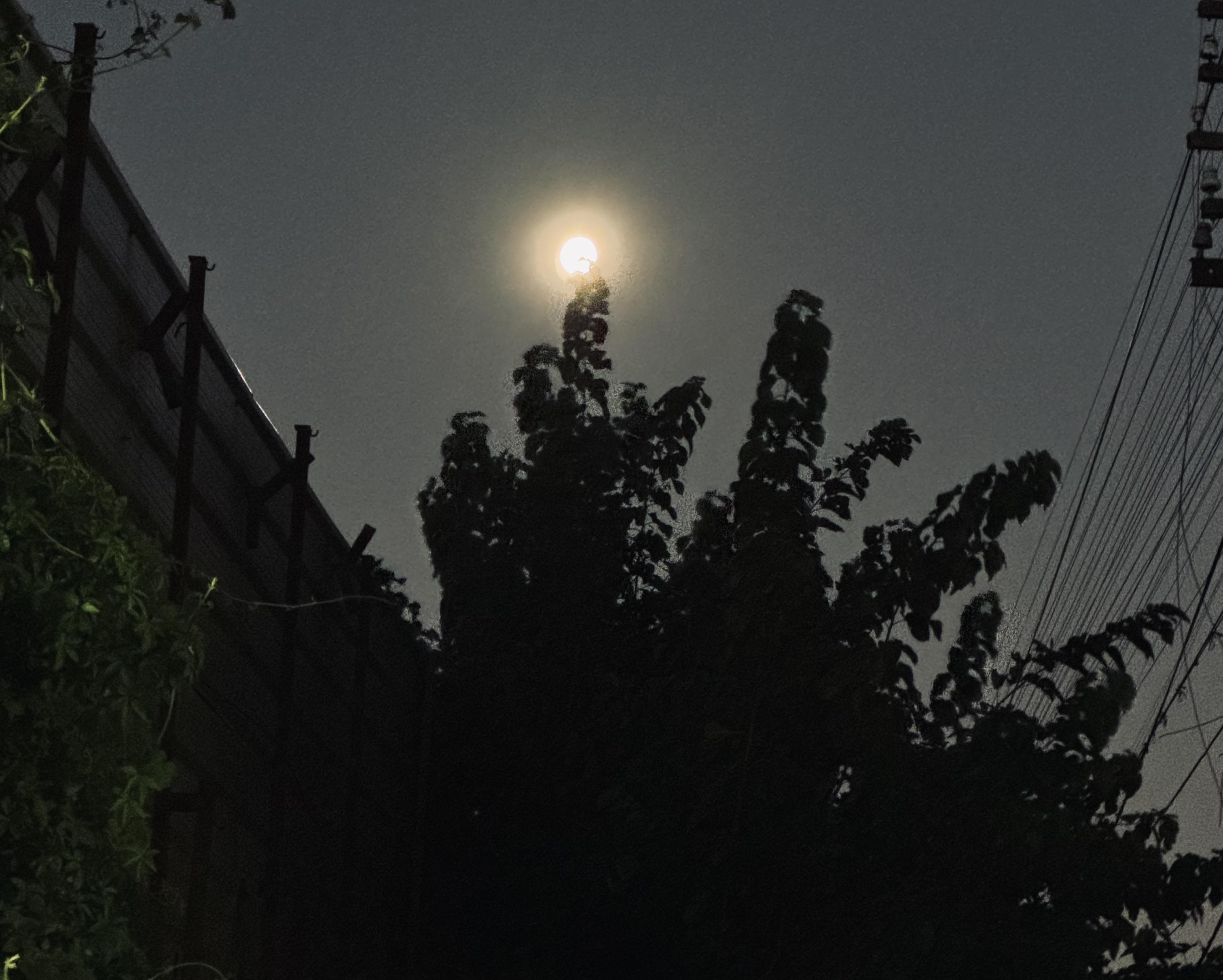 Tree touching moon | Scrolller