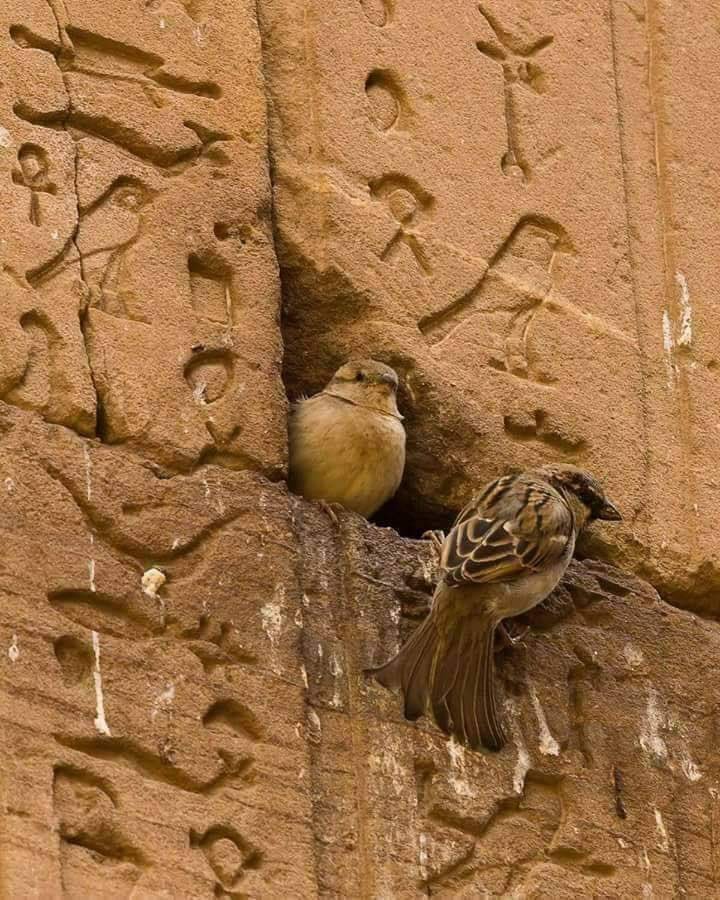 Birds nest among hieroglyphs | Scrolller