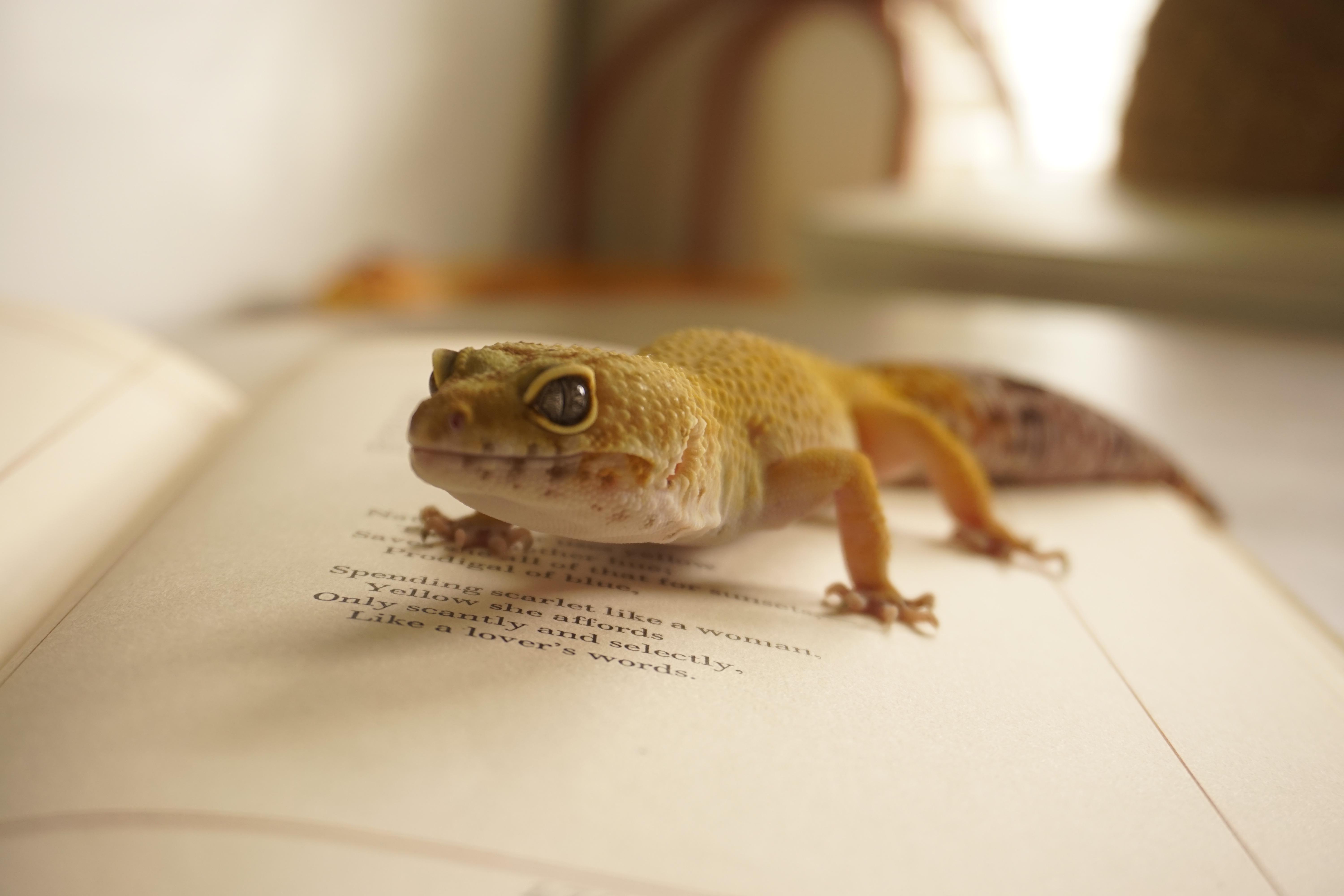 Another gecko | Scrolller