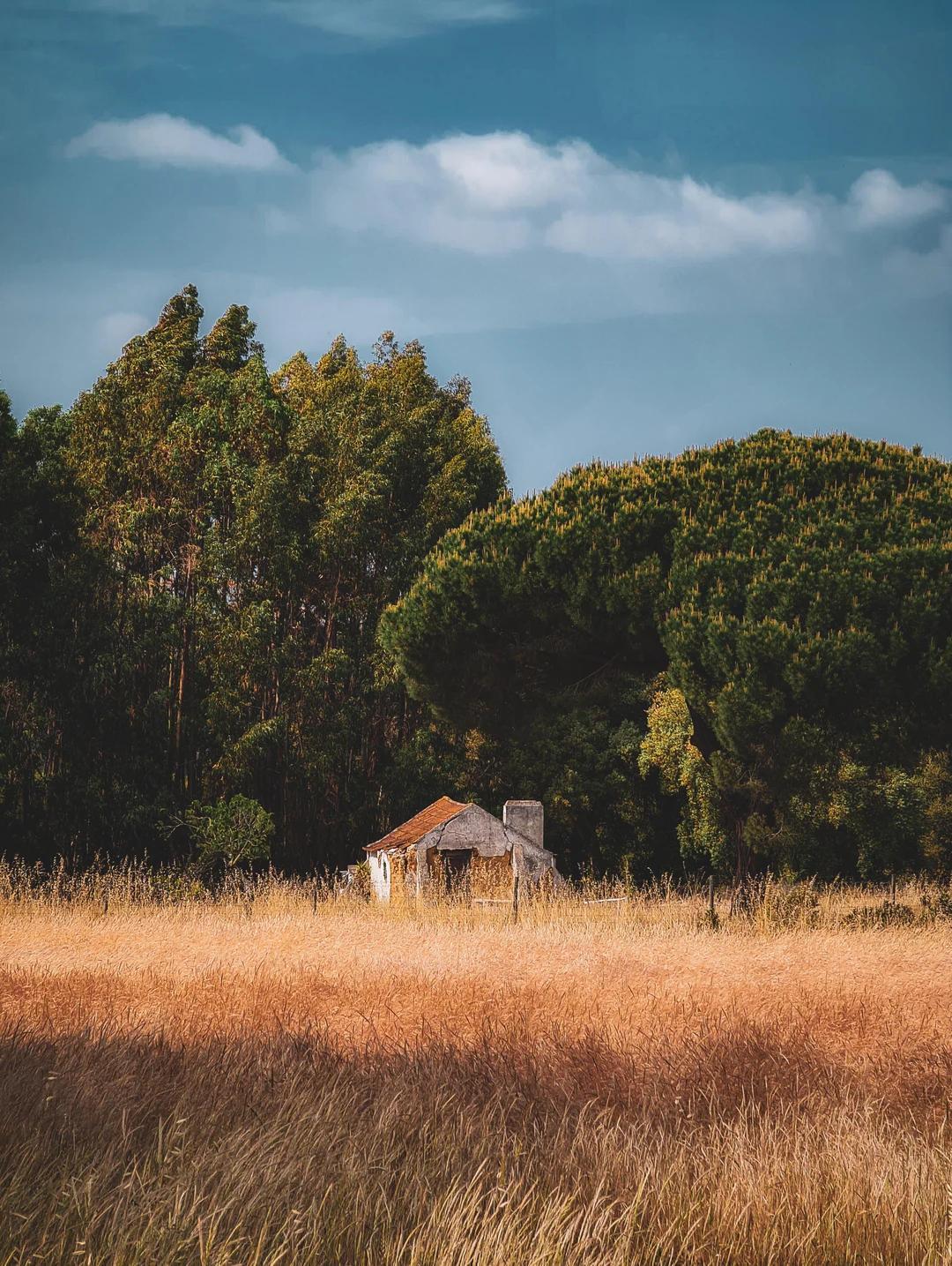 abandoned in the woods | Scrolller