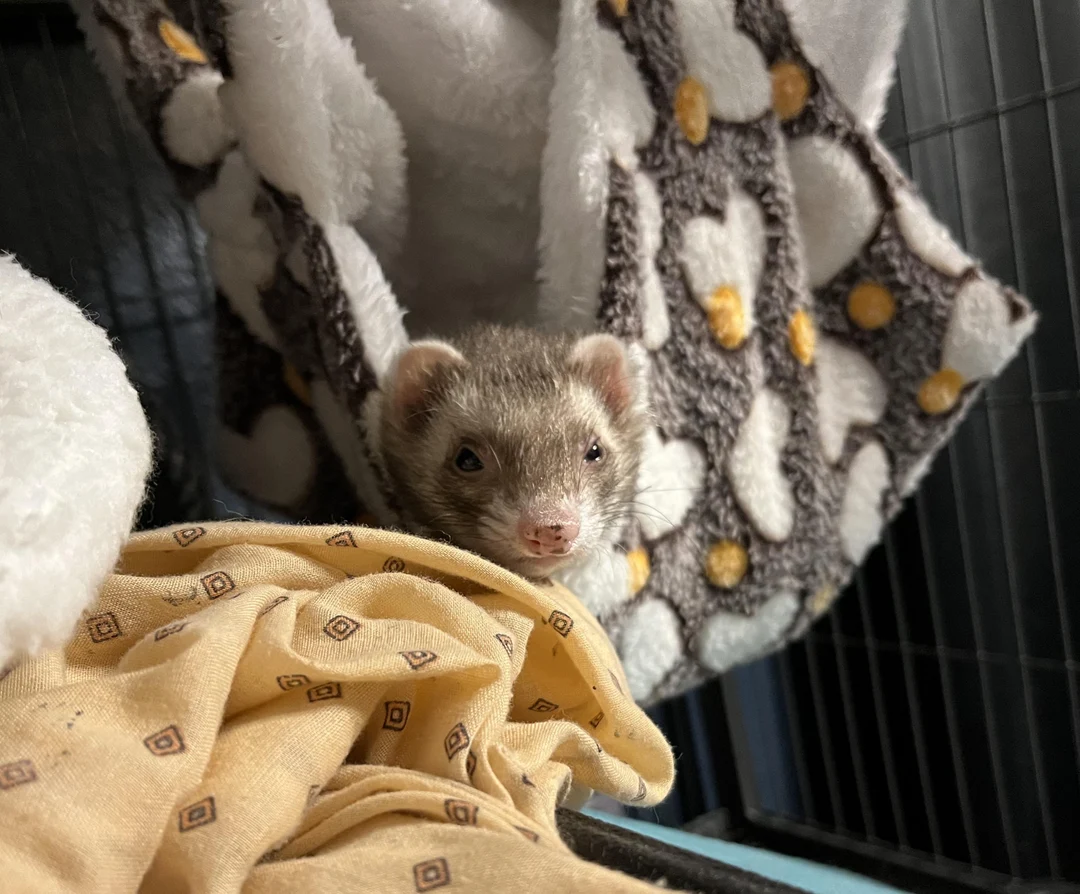 So sleepy… | Scrolller