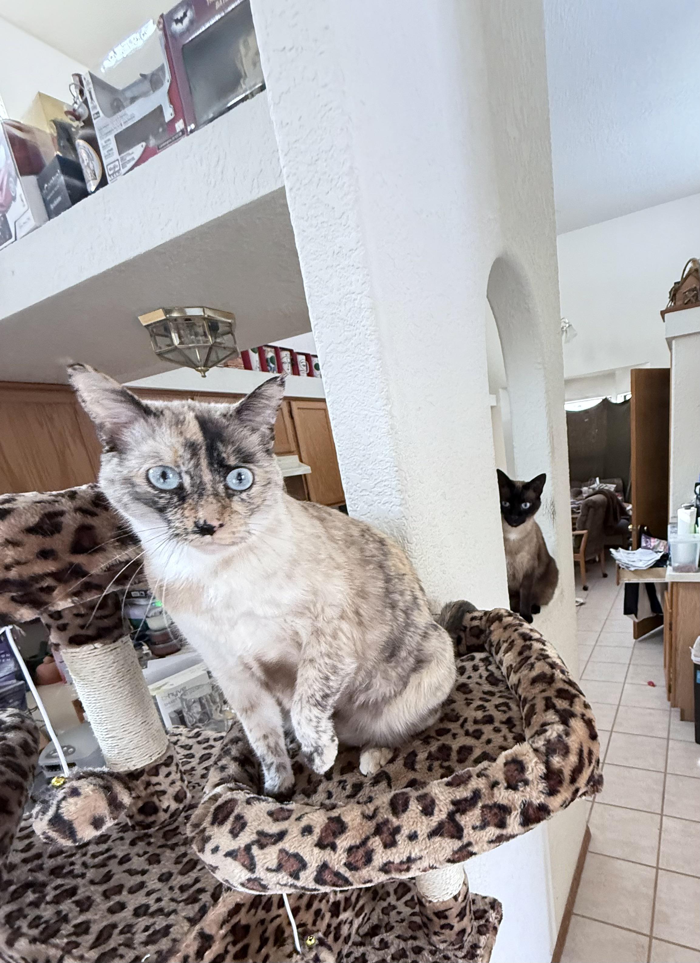 Cleo and Phoenix | Scrolller