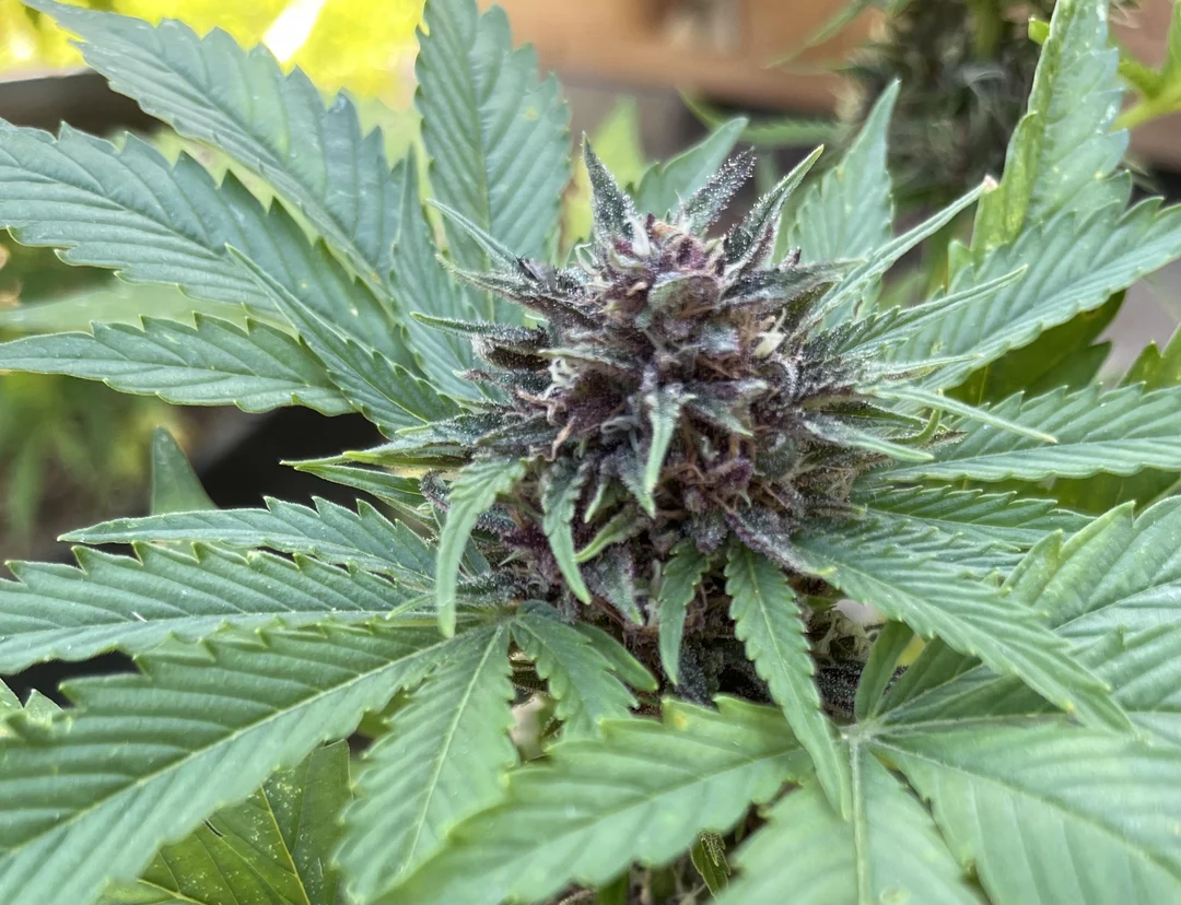 Skywalker Double Grape | Scrolller