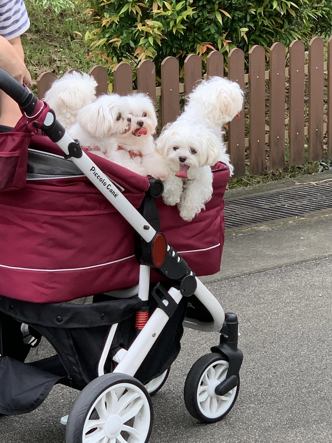 5 siblings … | Scrolller