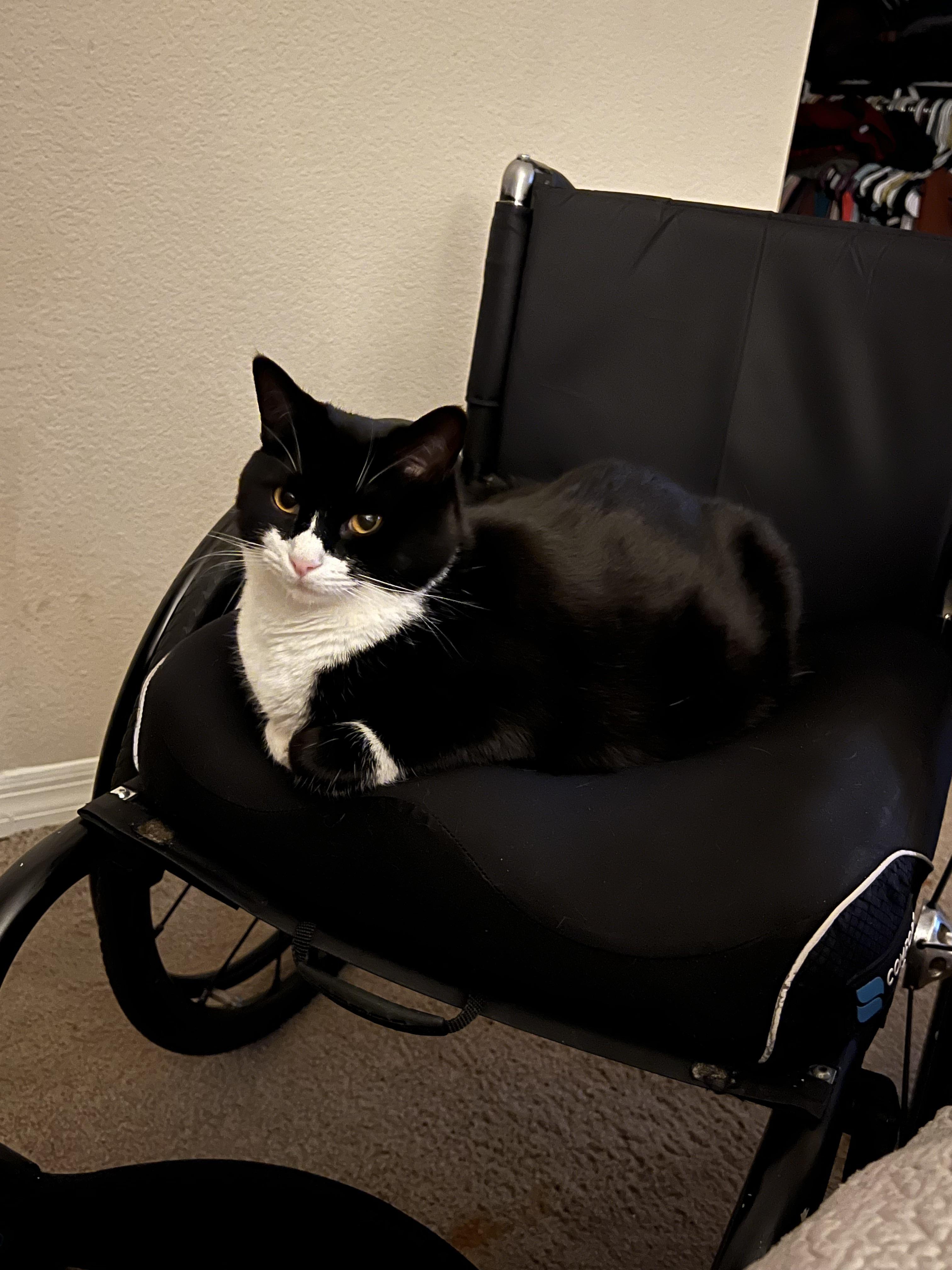 Wheelchair Loaf | Scrolller
