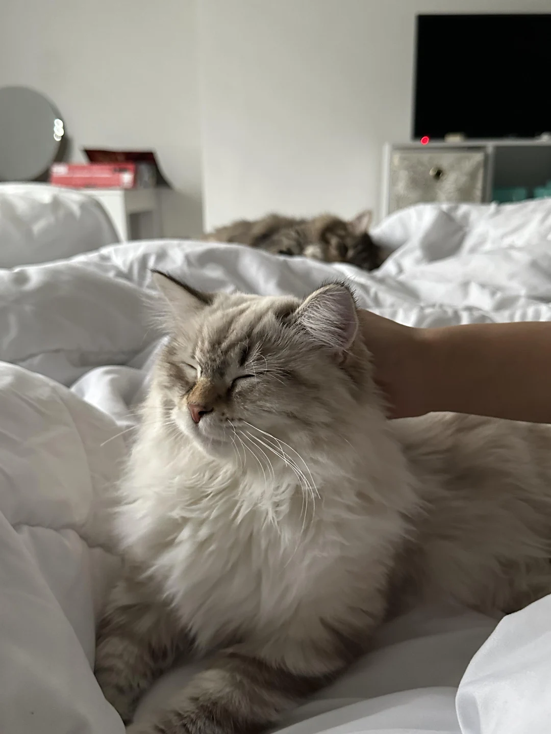 After one week with these 2 sisters they’re so cuddly. | Scrolller