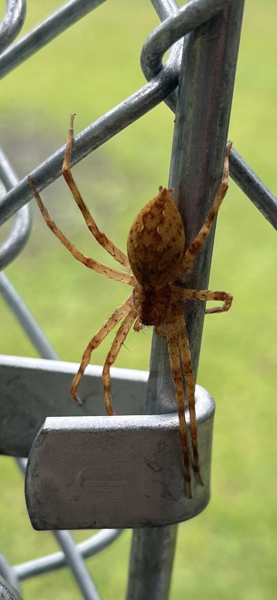 ID request [Eastern NC] | Scrolller