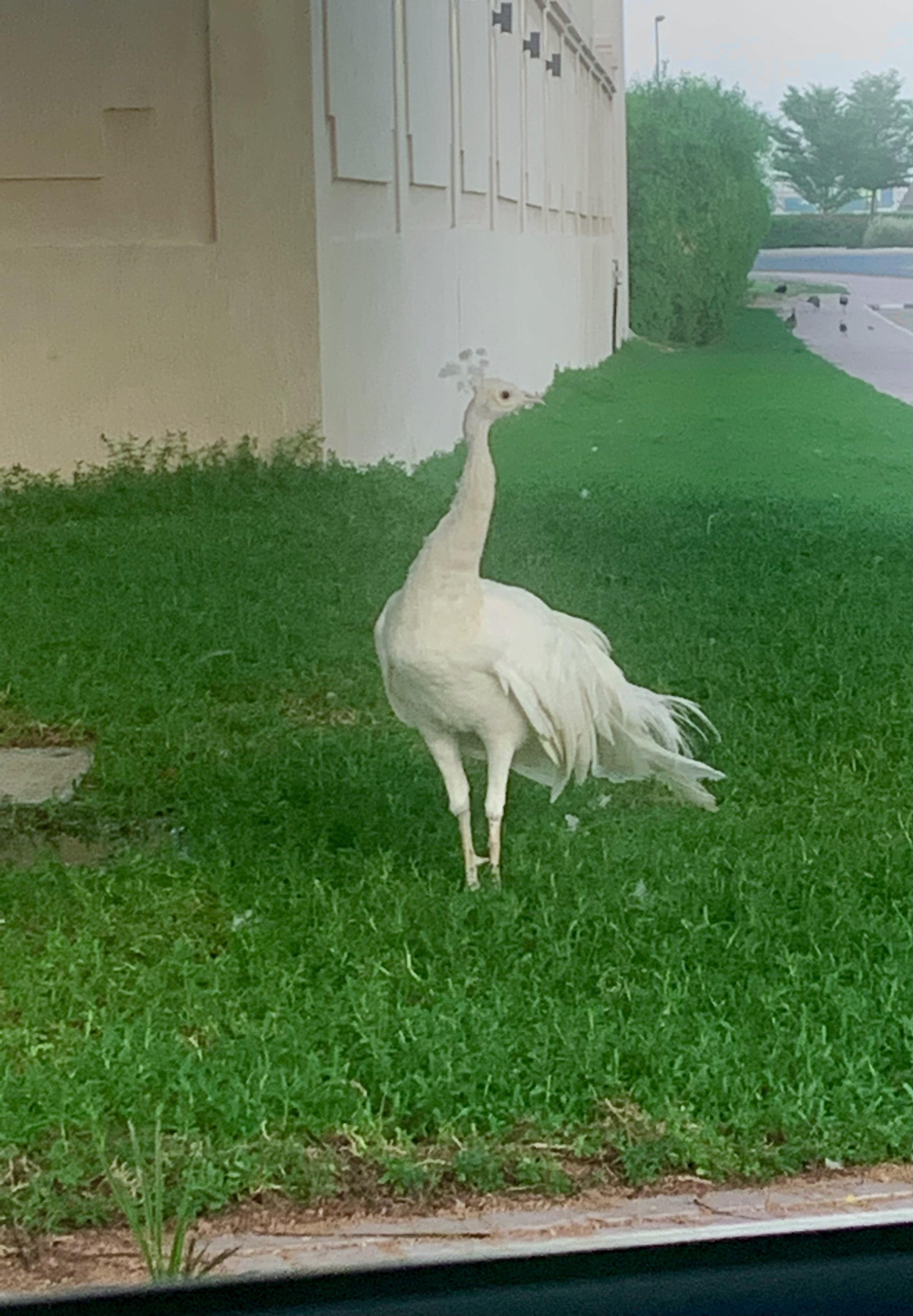 Shiny Peacock I saw today | Scrolller