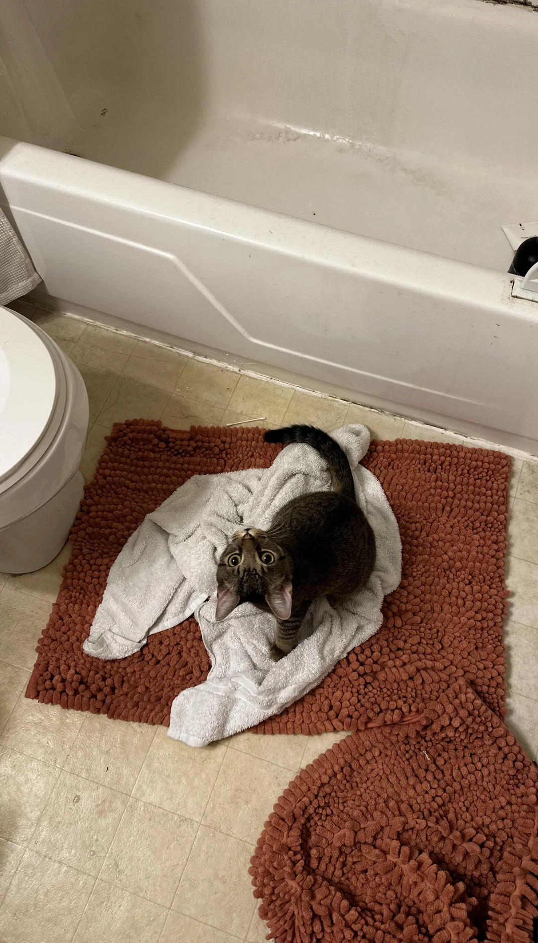 Oliver has a bit of a head tilt | Scrolller