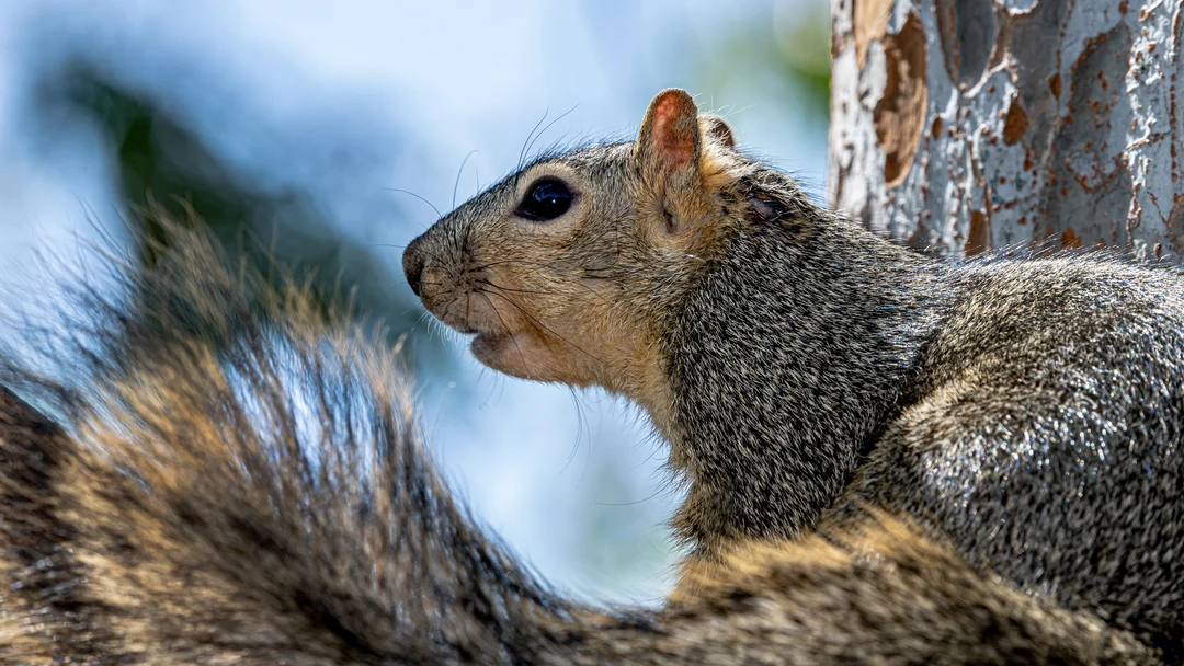 Squirrel | Scrolller