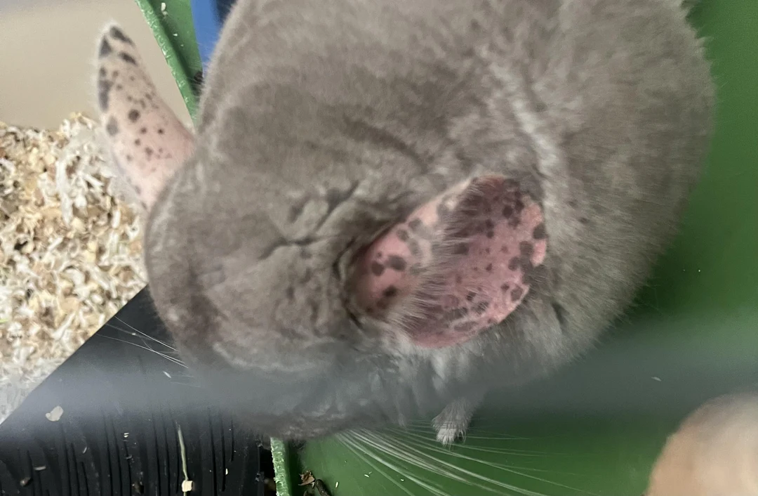 Chinchilla's one ear is red and down | Scrolller