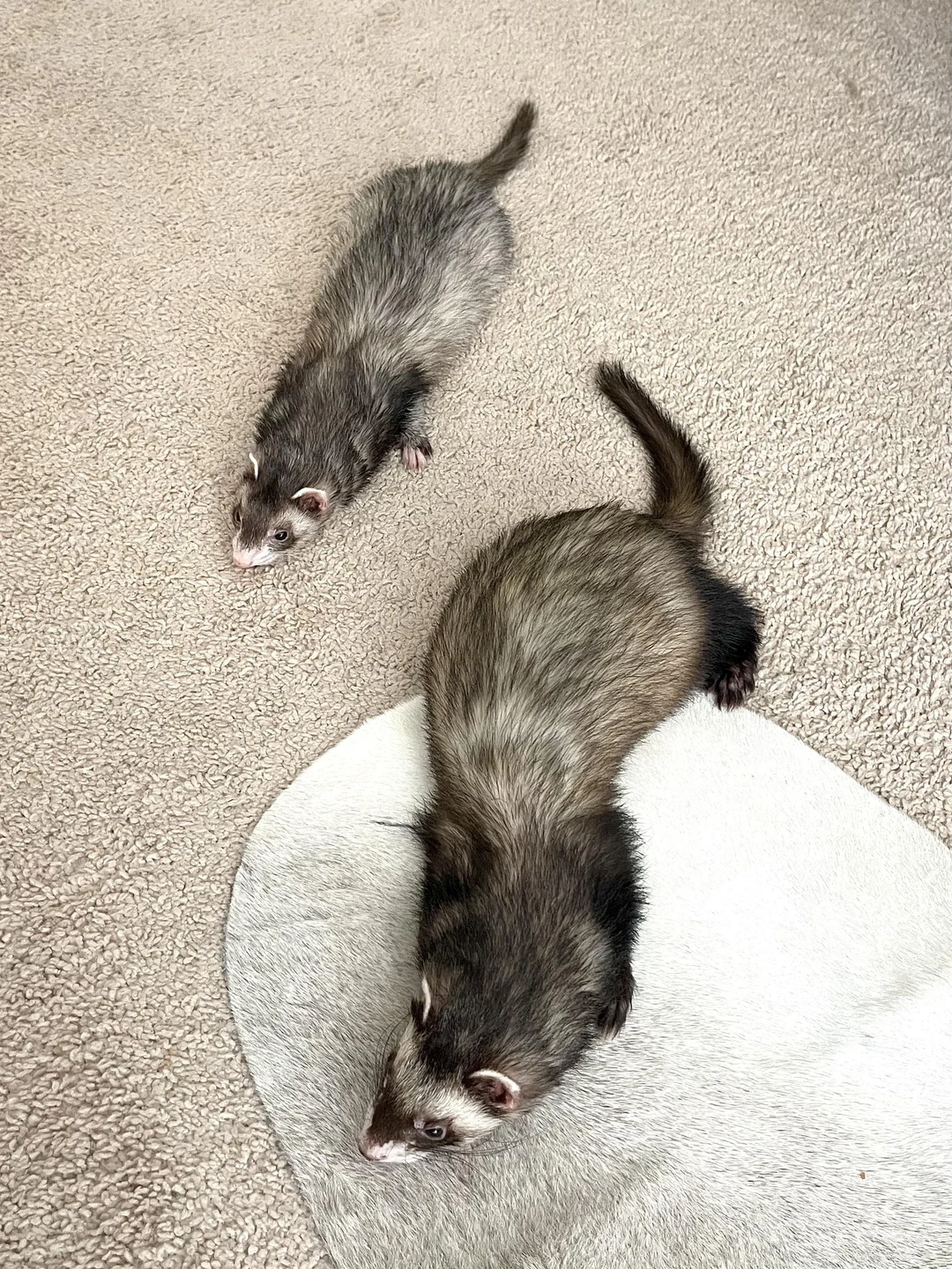 2 speed bumps 🚗 🚙 | Scrolller