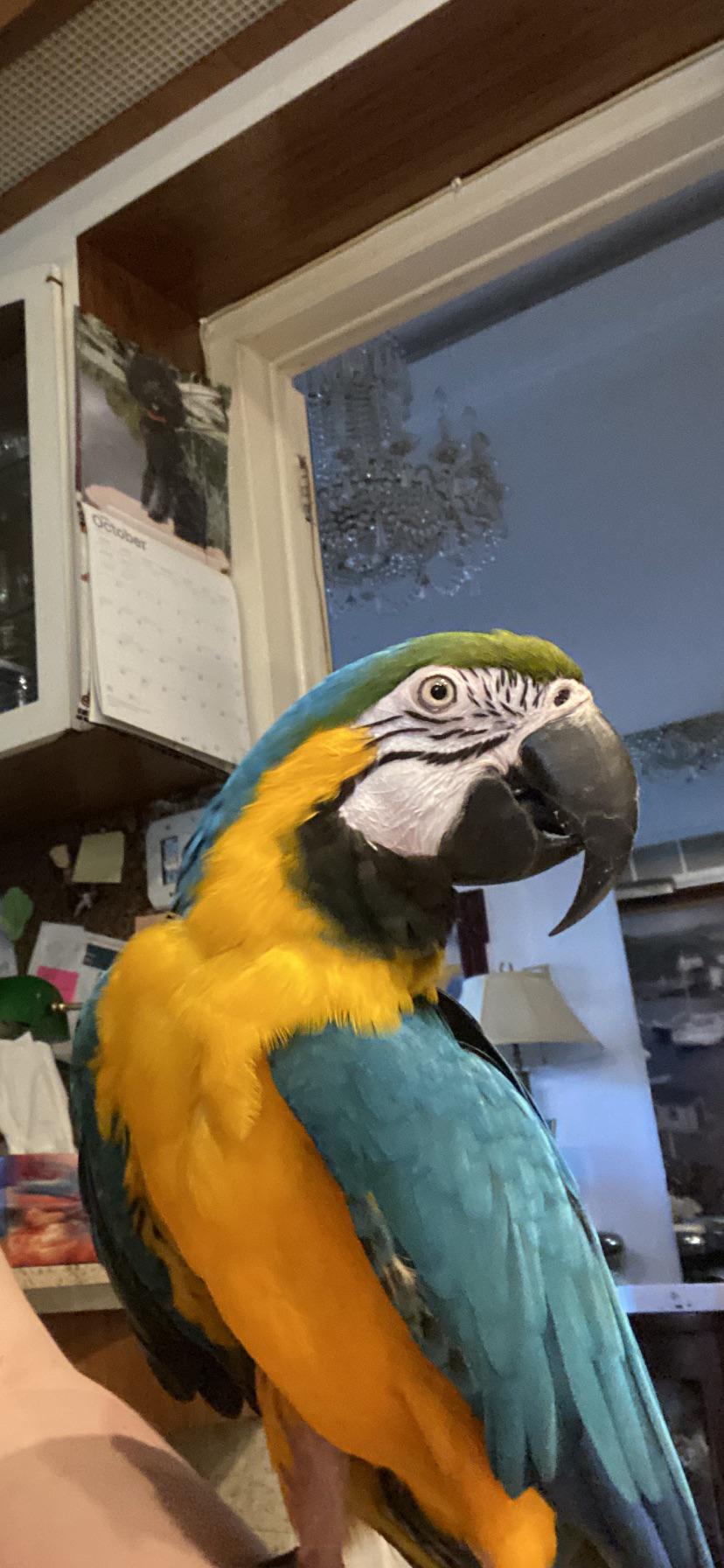 My rehome macaw stepped out for the first time today!! | Scrolller