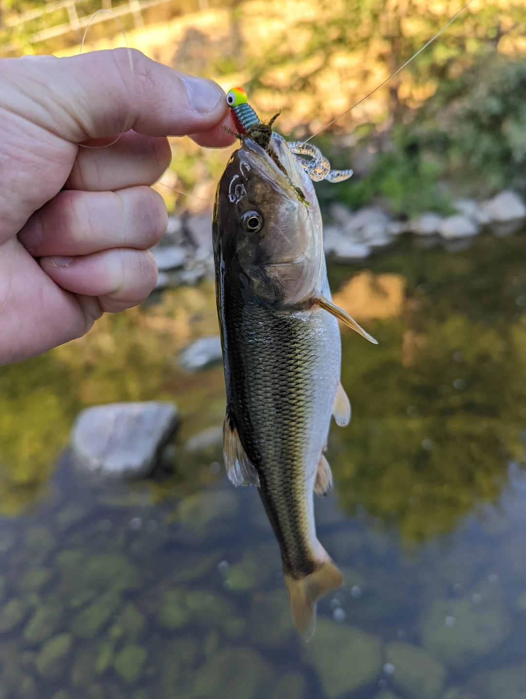 Fish Identification | Scrolller