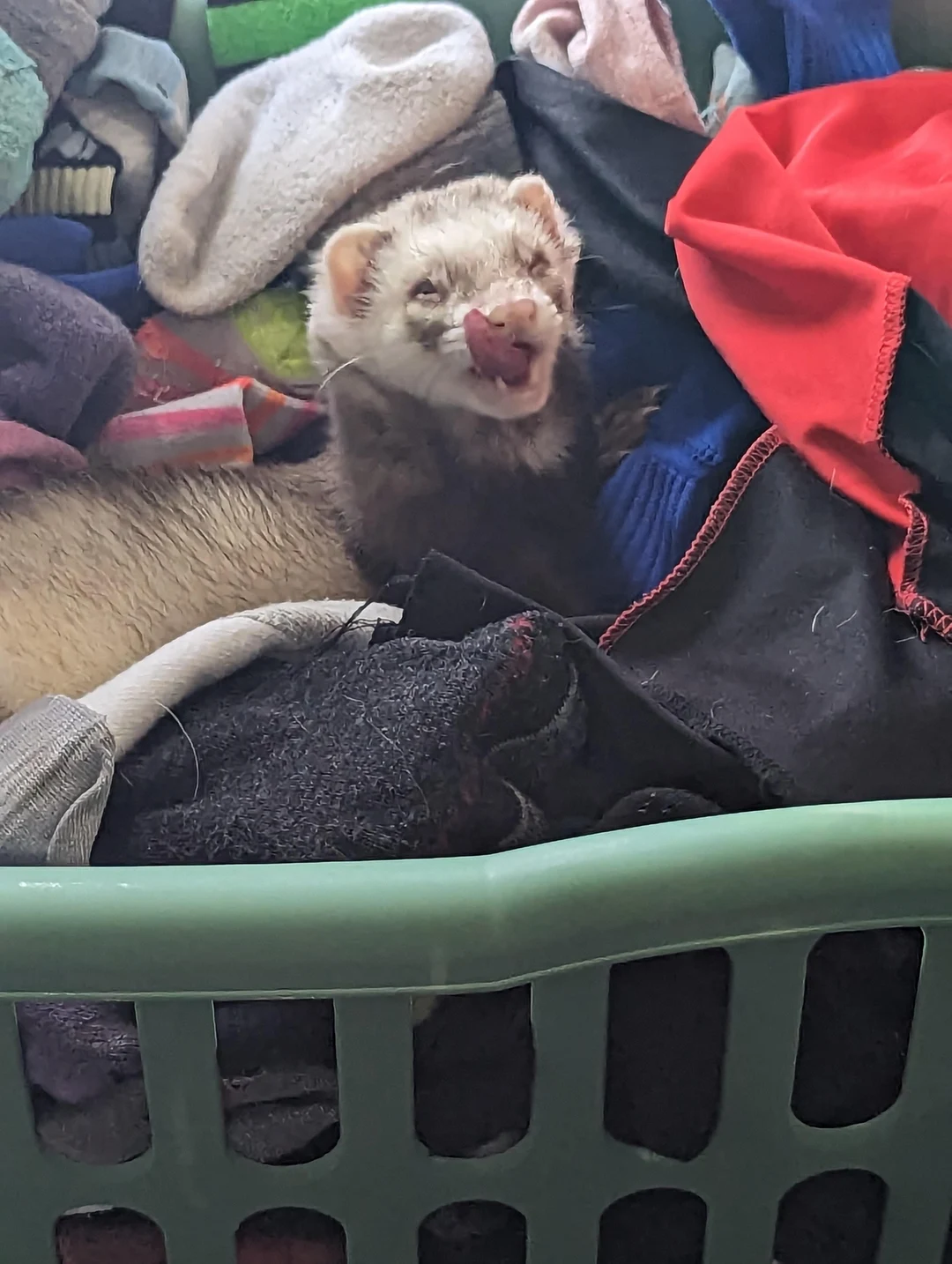 Chonks cleaning himself and laundry | Scrolller