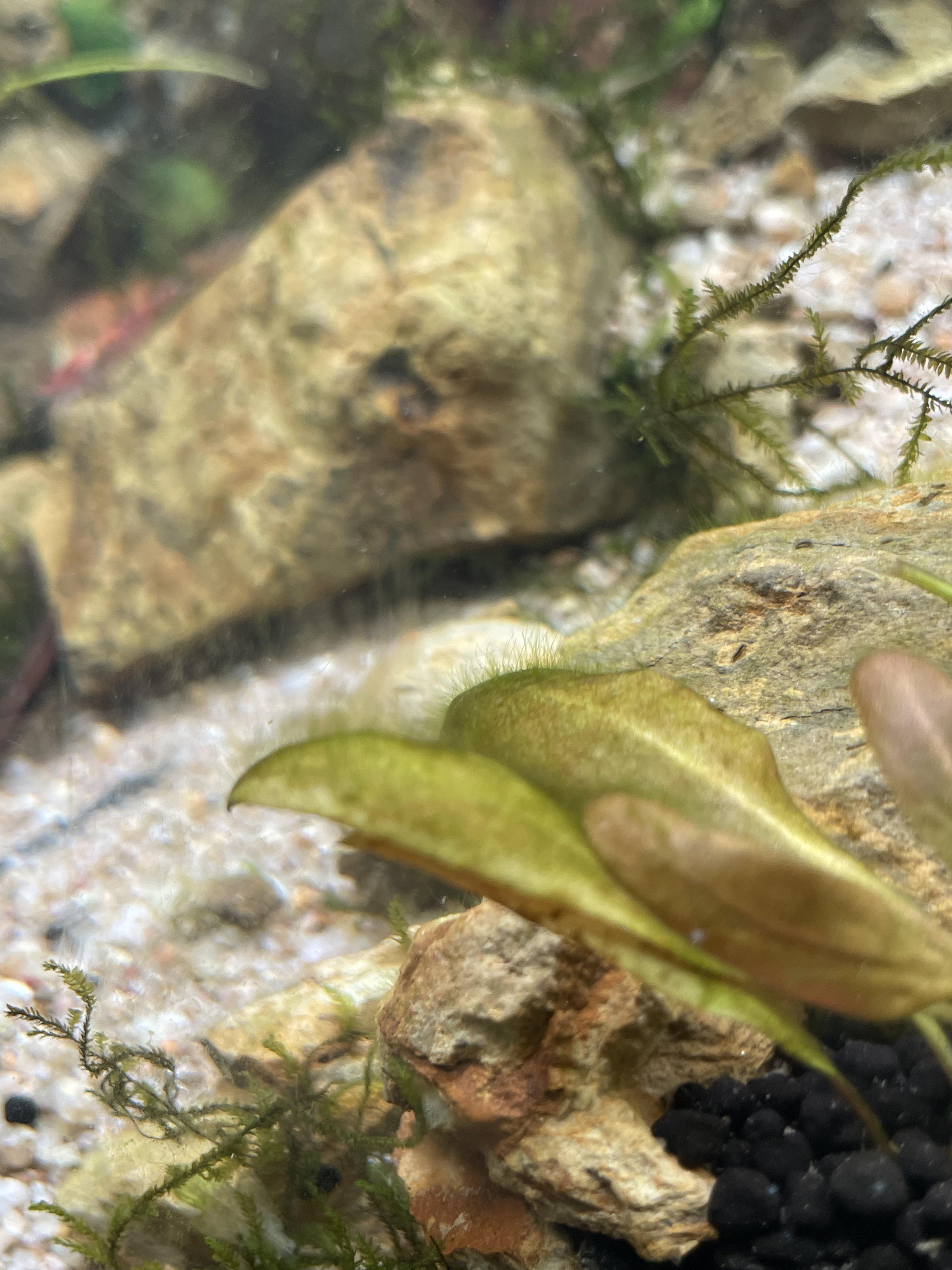 Help algae issue | Scrolller