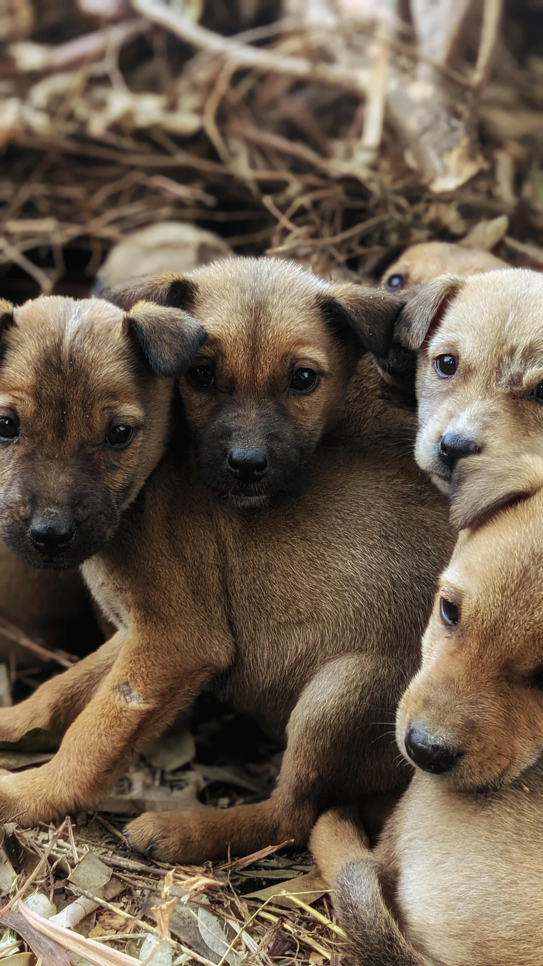 #puppies | Scrolller